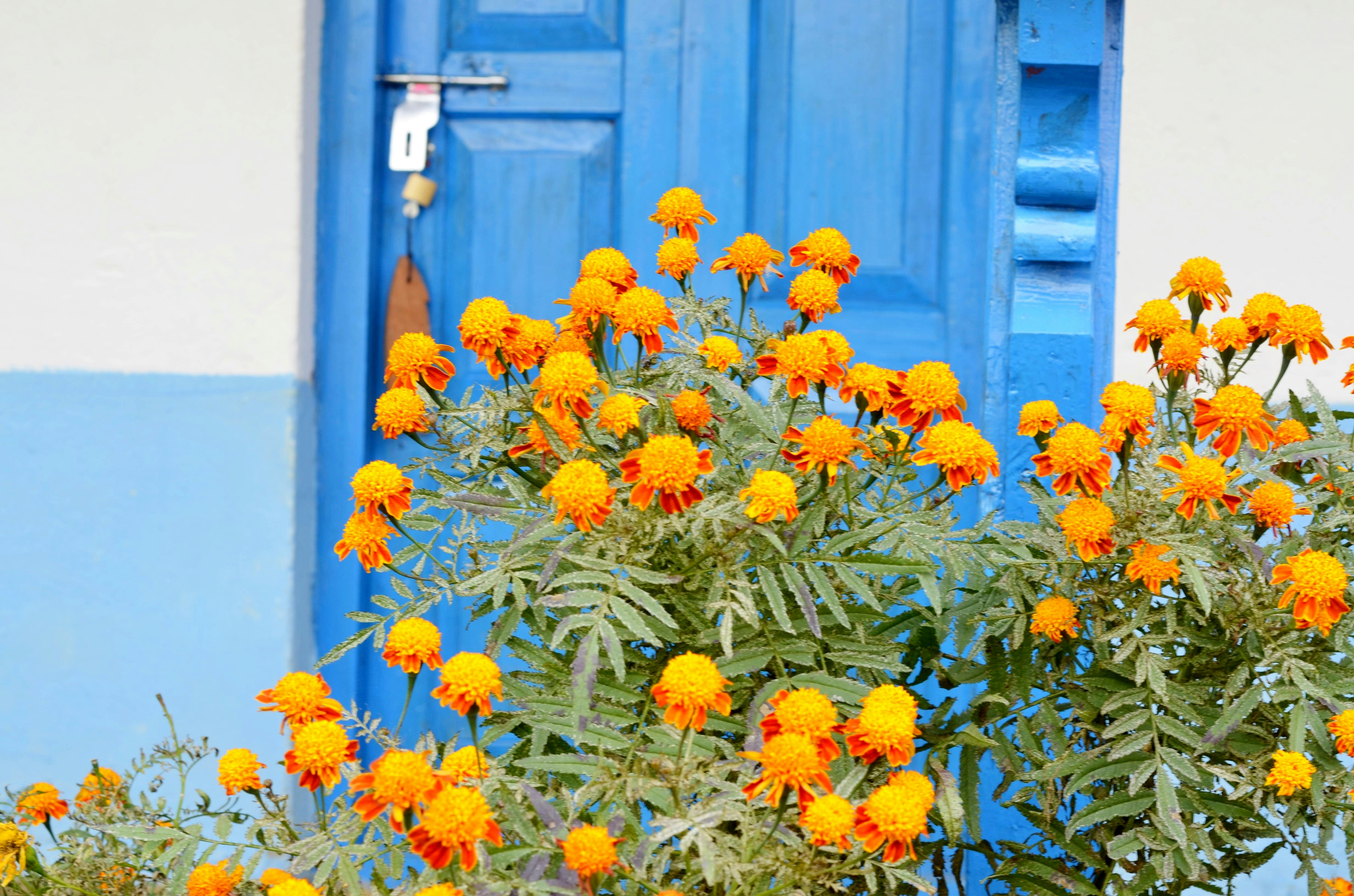 Bright Marigold Echoes Against Acer Blue Door