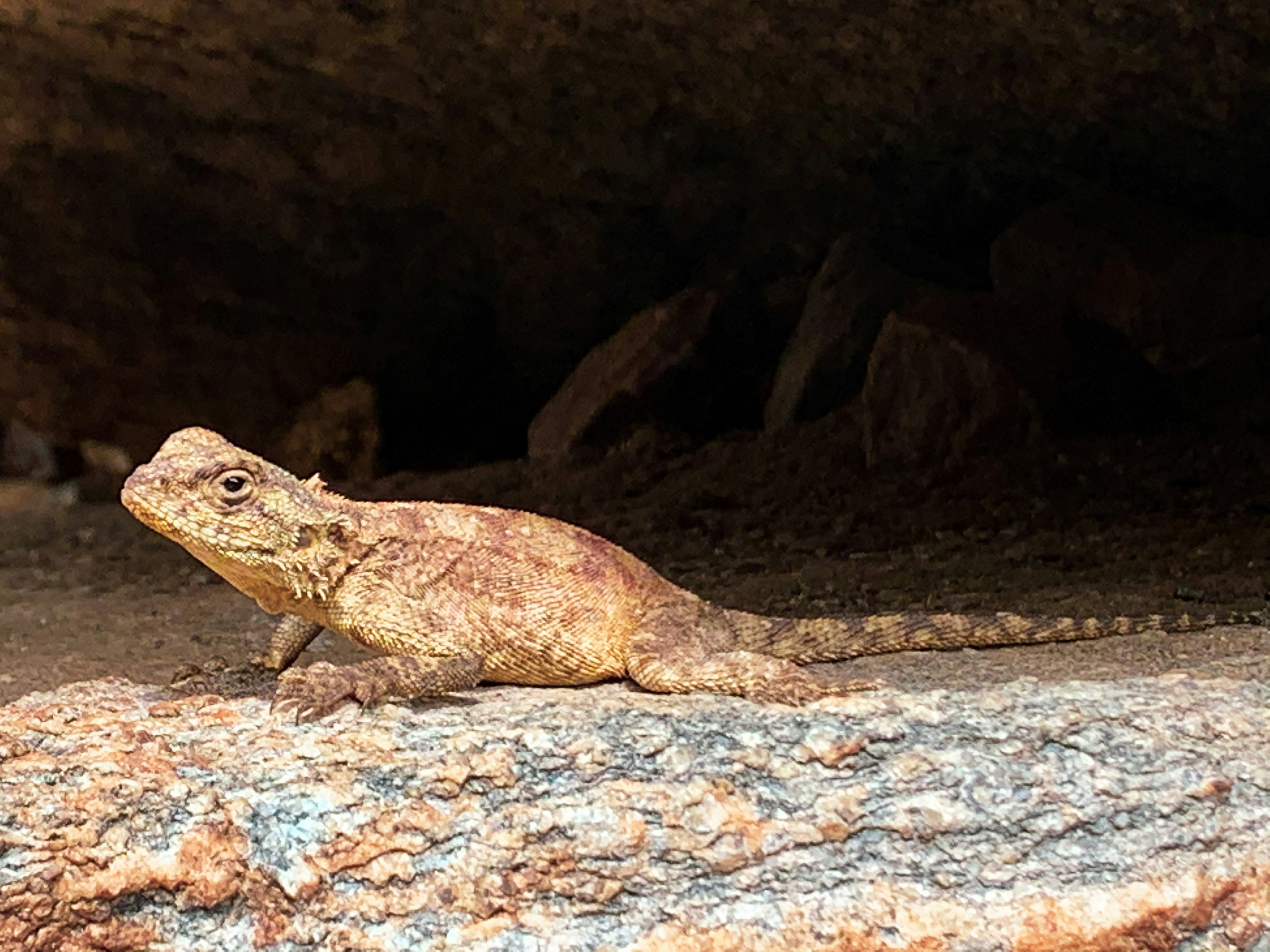 Cape lizard