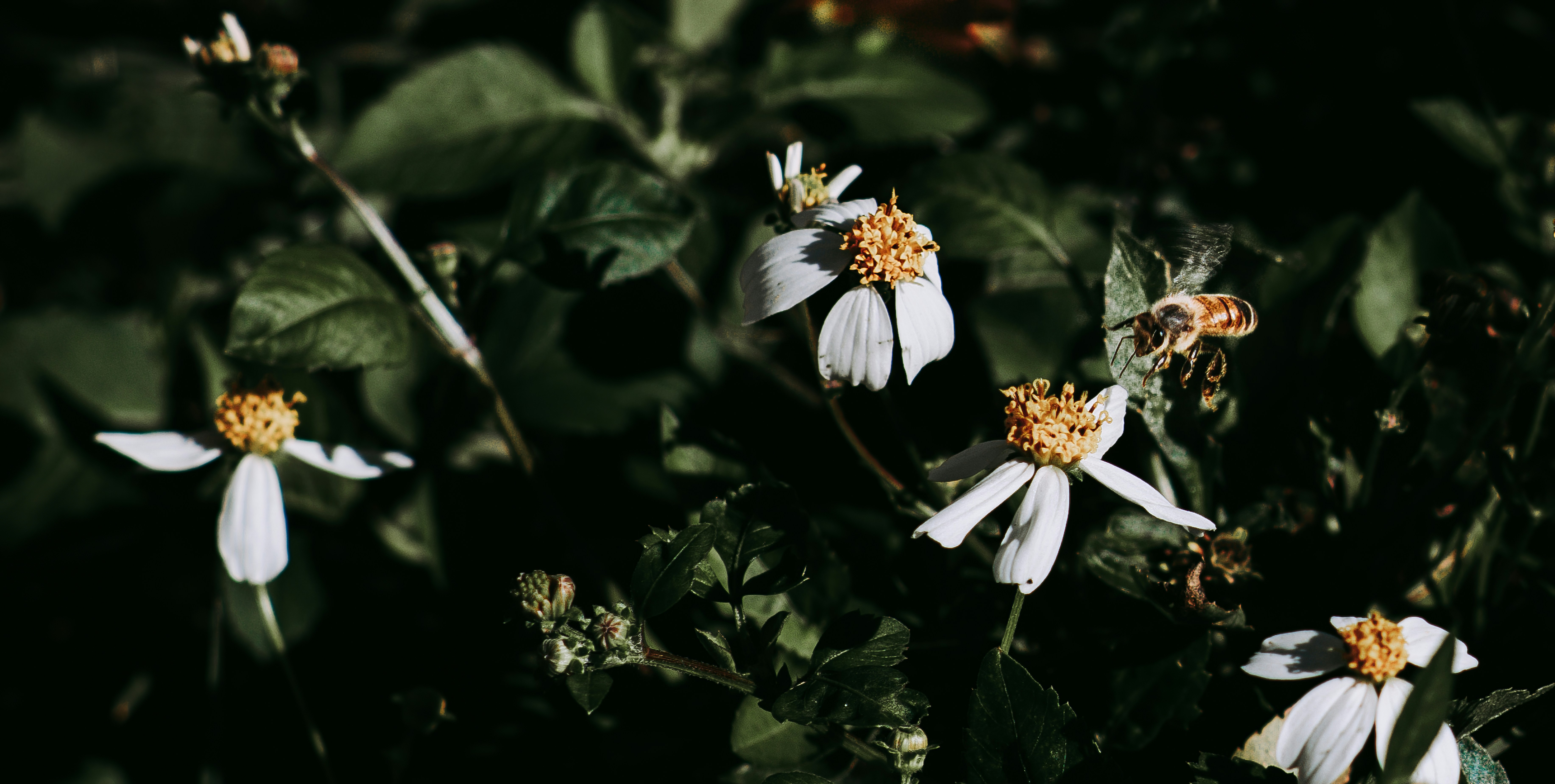 Quiet Bloom: A Bee's Pause Among Daisies in Dappled Light
