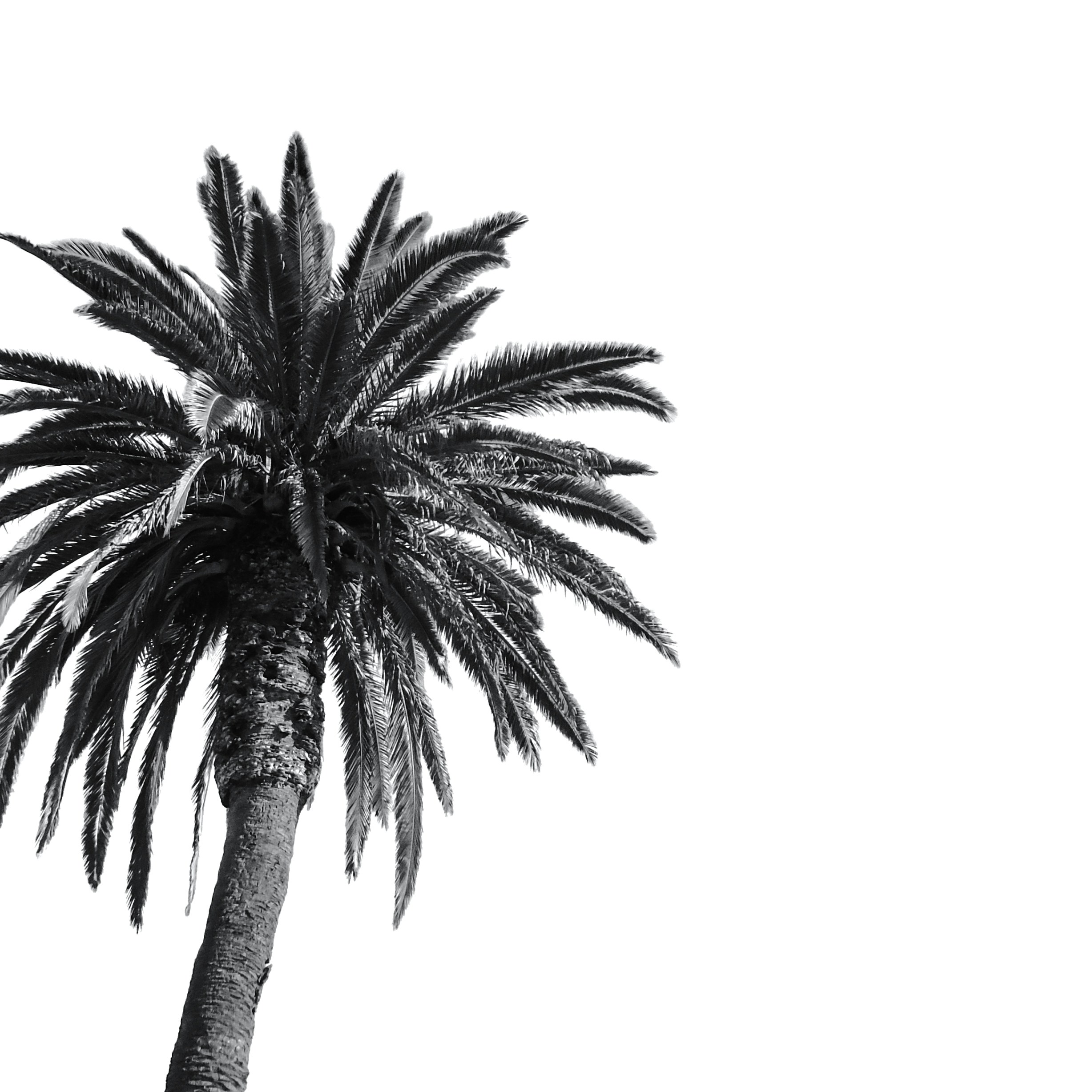 White and black palm tree photo – Free Rabat Image on Unsplash