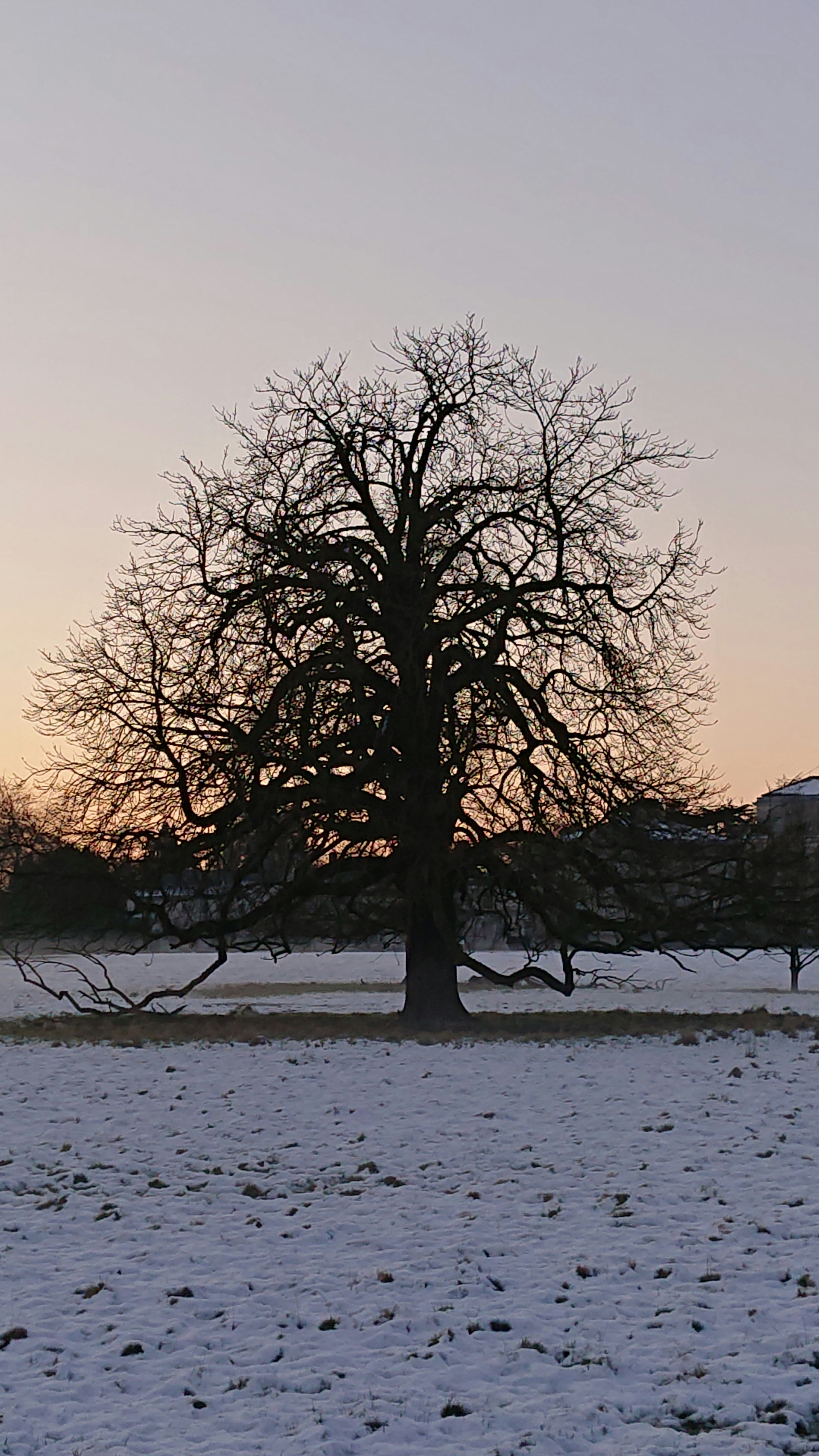 Winter trees 1 | 4 best free plant, tree trunk, nature image and snowy ...