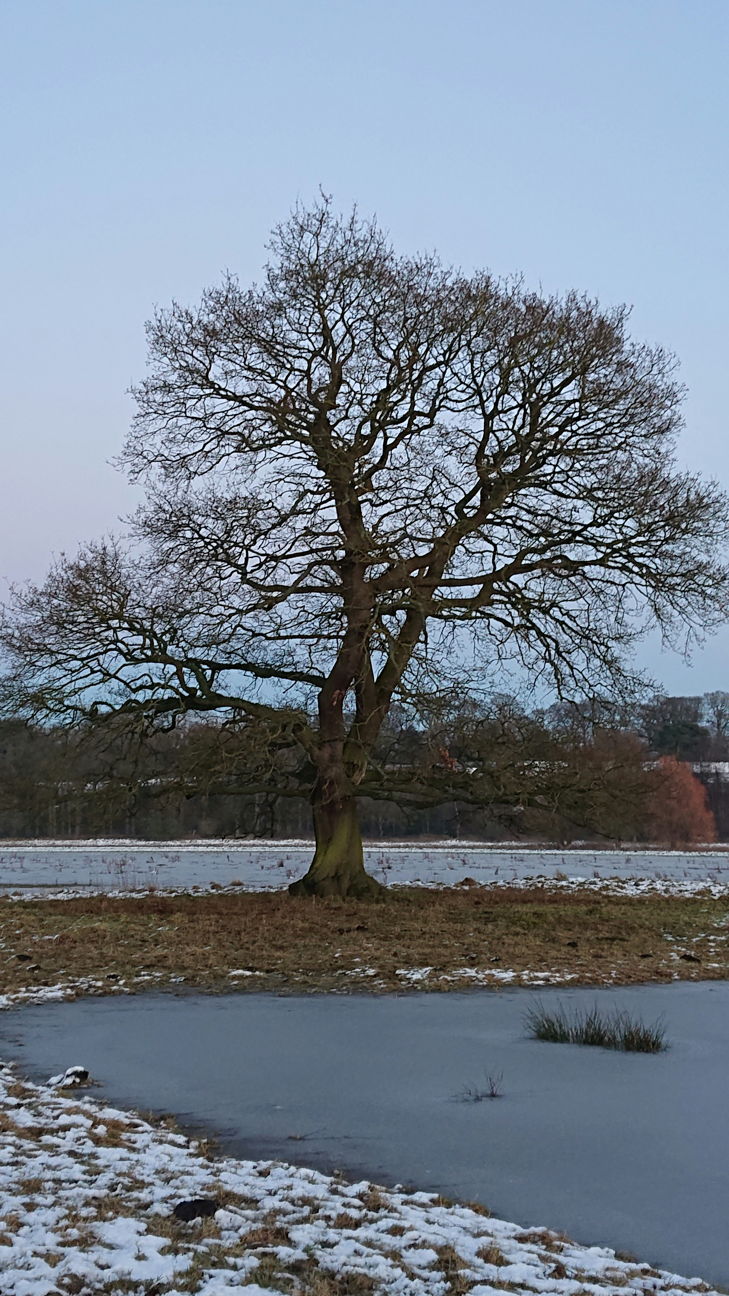 Winter trees 1 | 4 best free plant, tree trunk, nature image and snowy ...