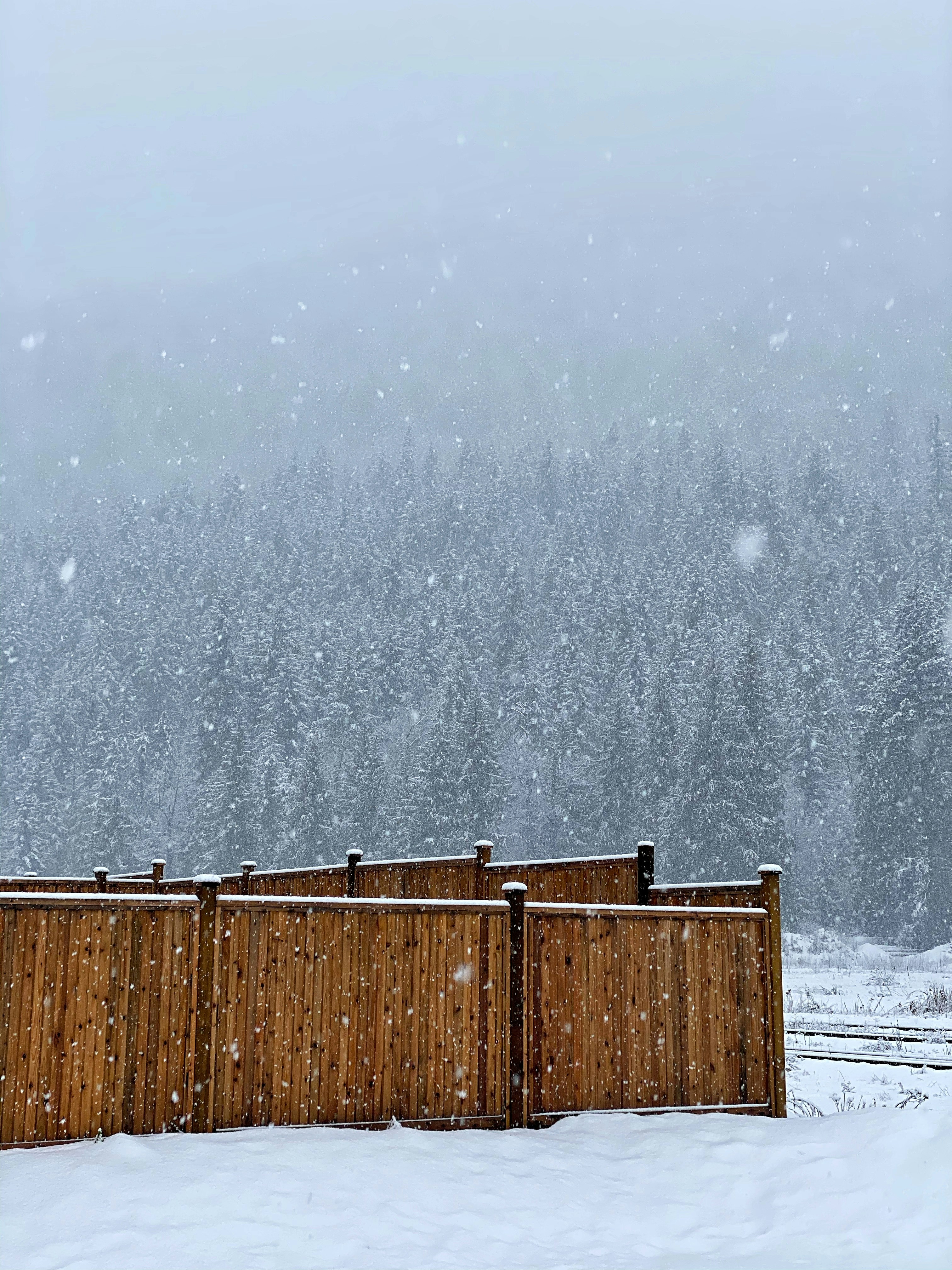 Whispers of Winter: A Snowy Embrace