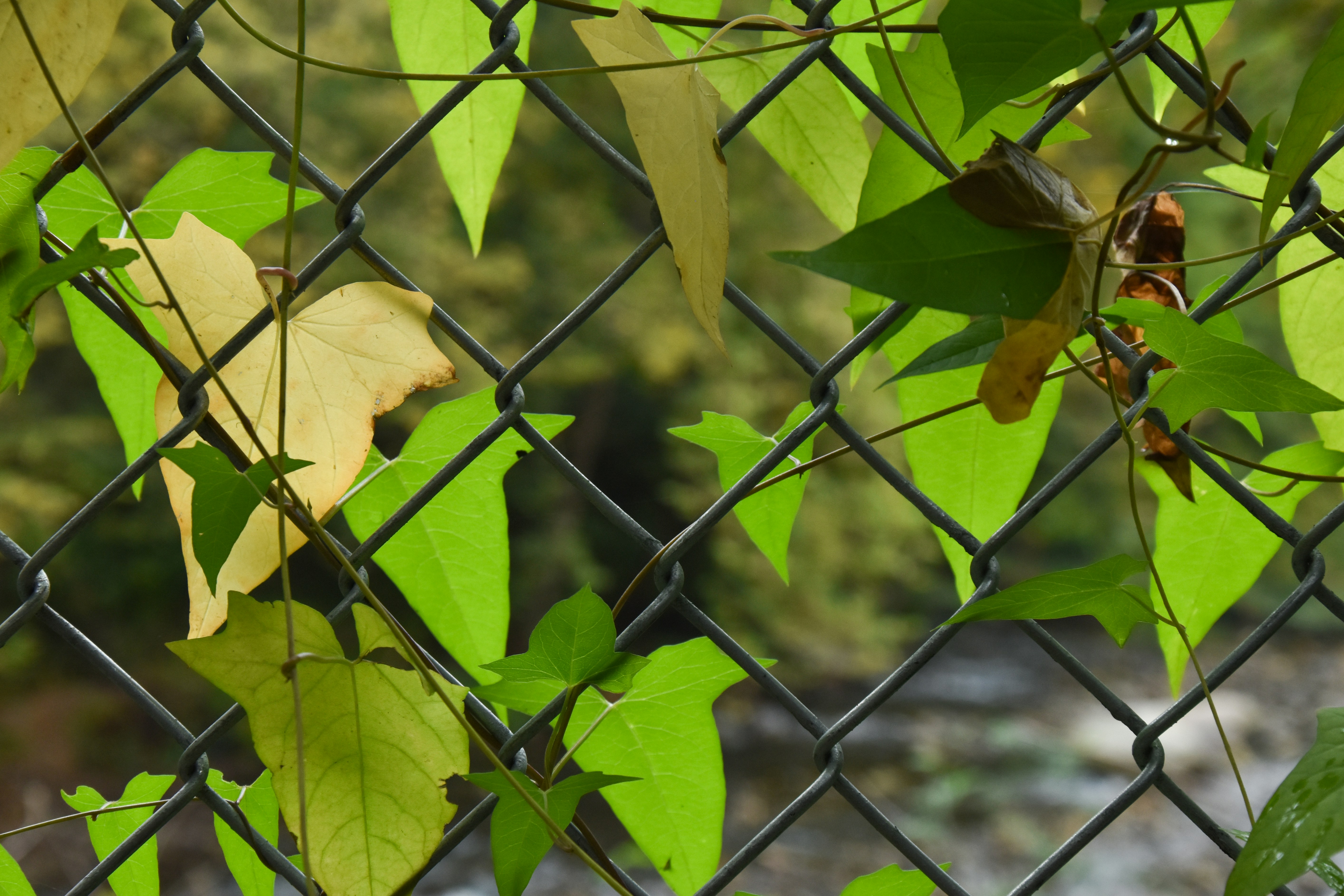 Vibrant green and yellow leaves intertwine with a chain-link fence, creating a natural tapestry against a blurred background.