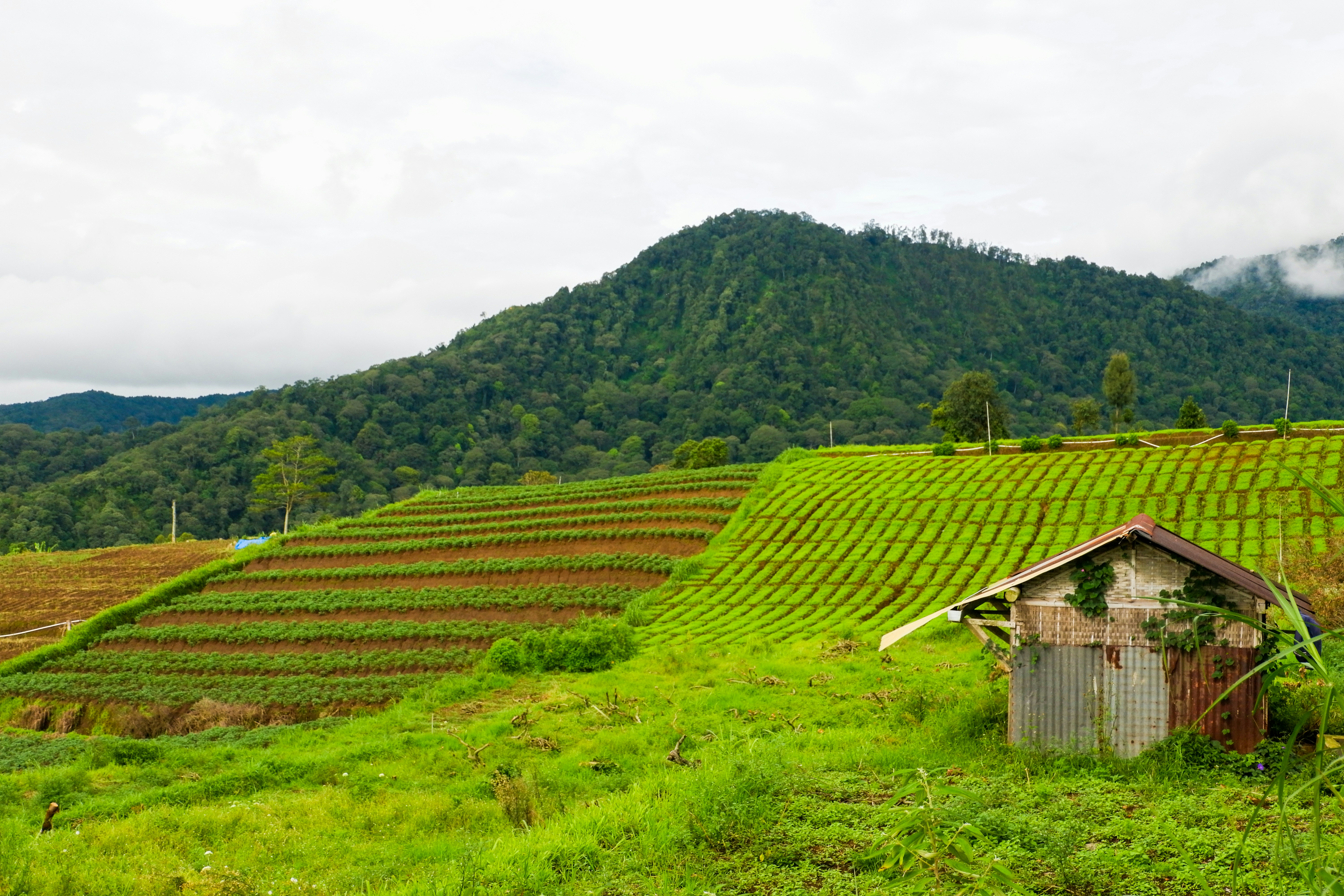Lush green terraced fields ascend a hillside, complemented by a weathered shed nestled at the base. The scene reflects the harmony between agriculture and nature.