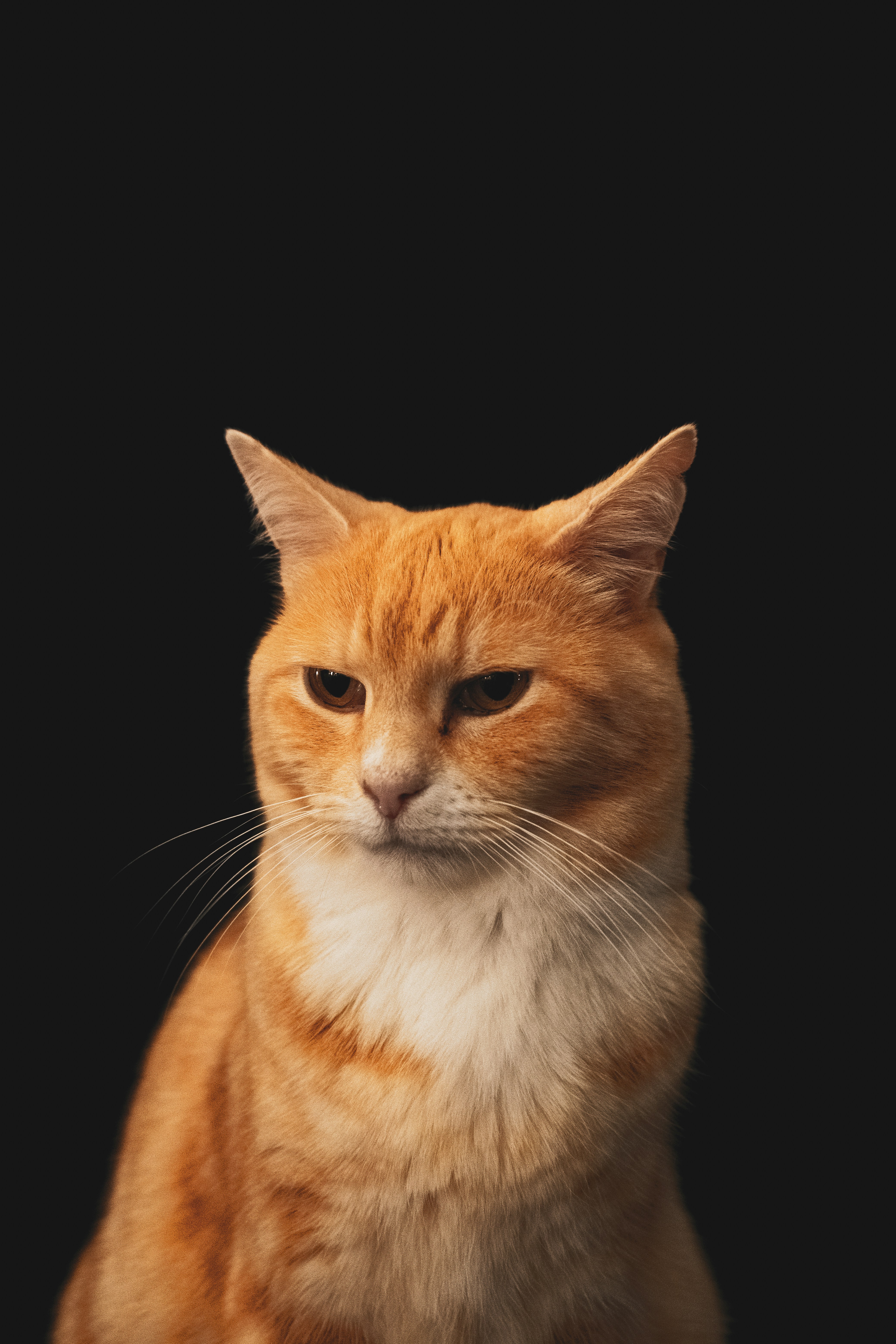 Black And Orange Striped Cat