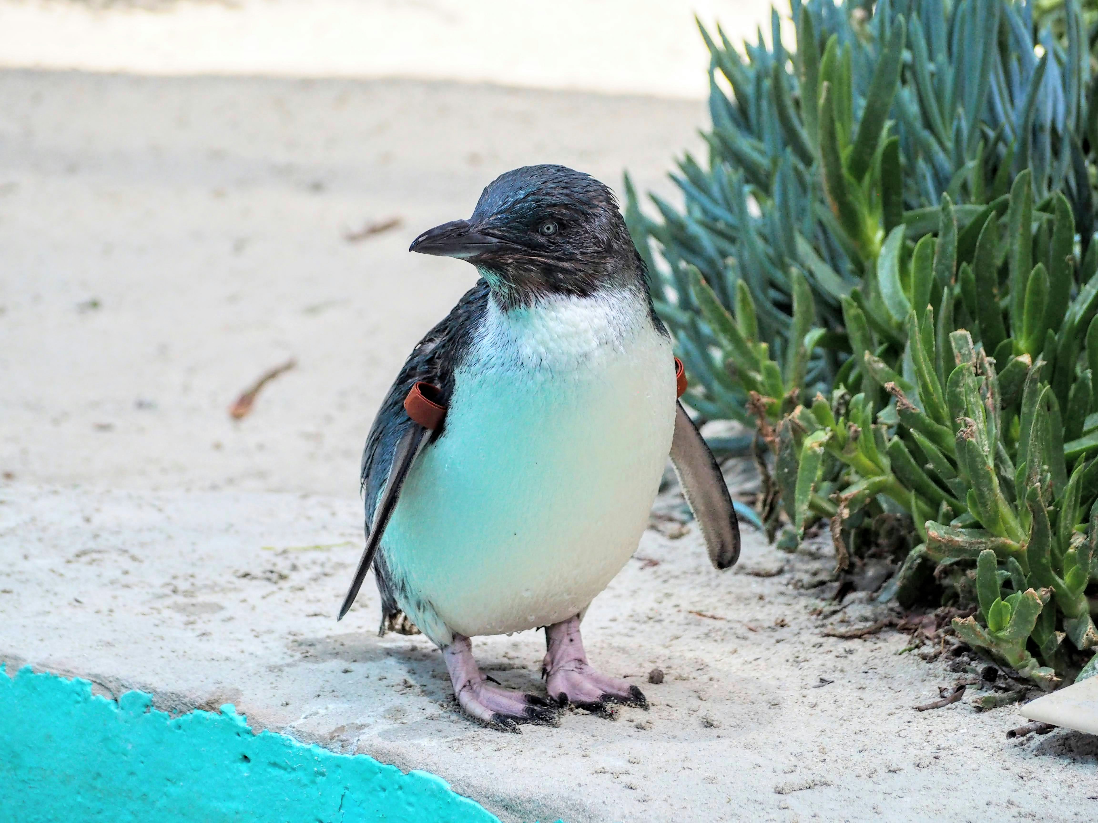 A penguin stands near a poolside, bordered by green shrubs.