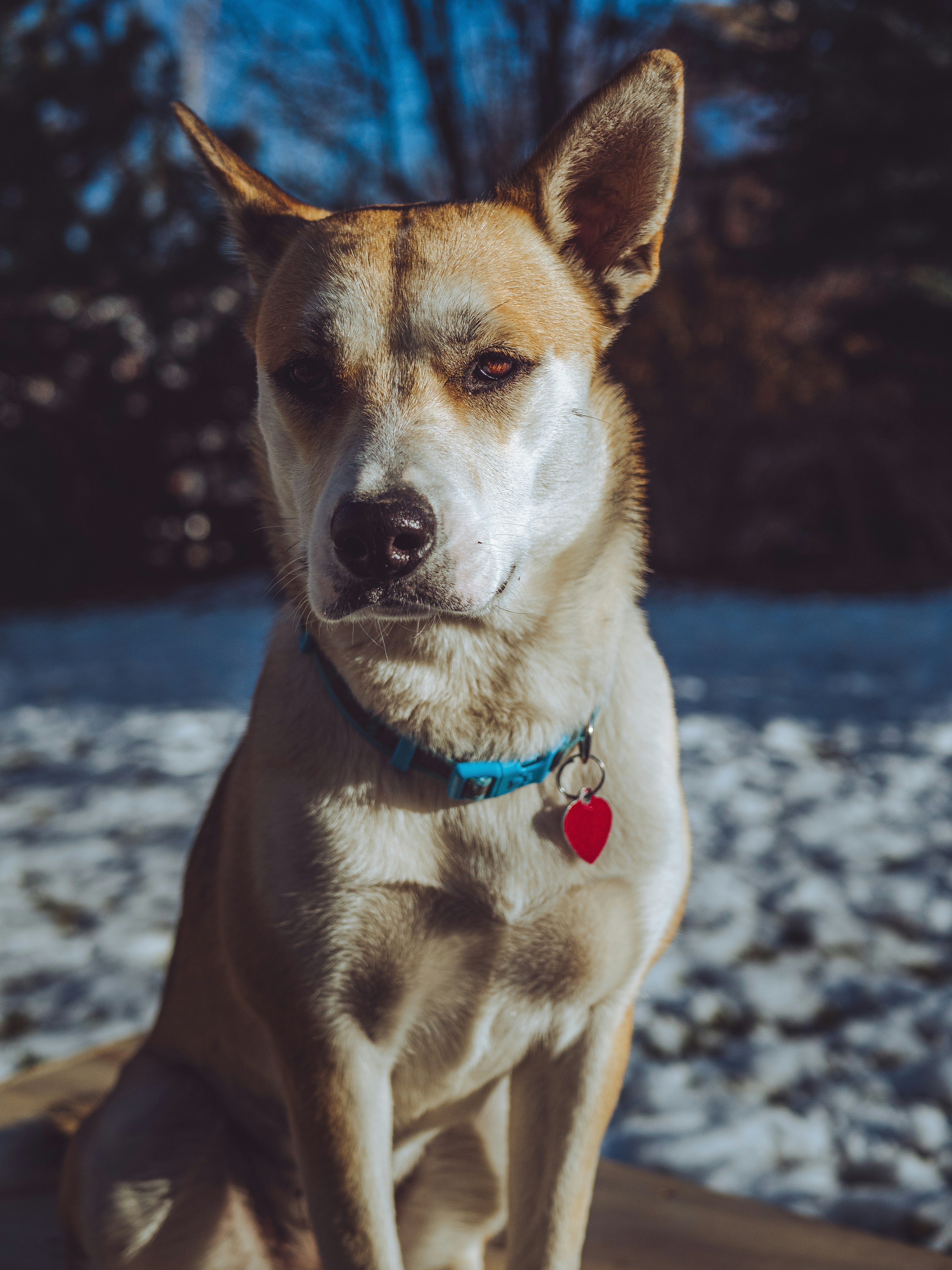 brown and white short coated dog on snow covered ground during daytime