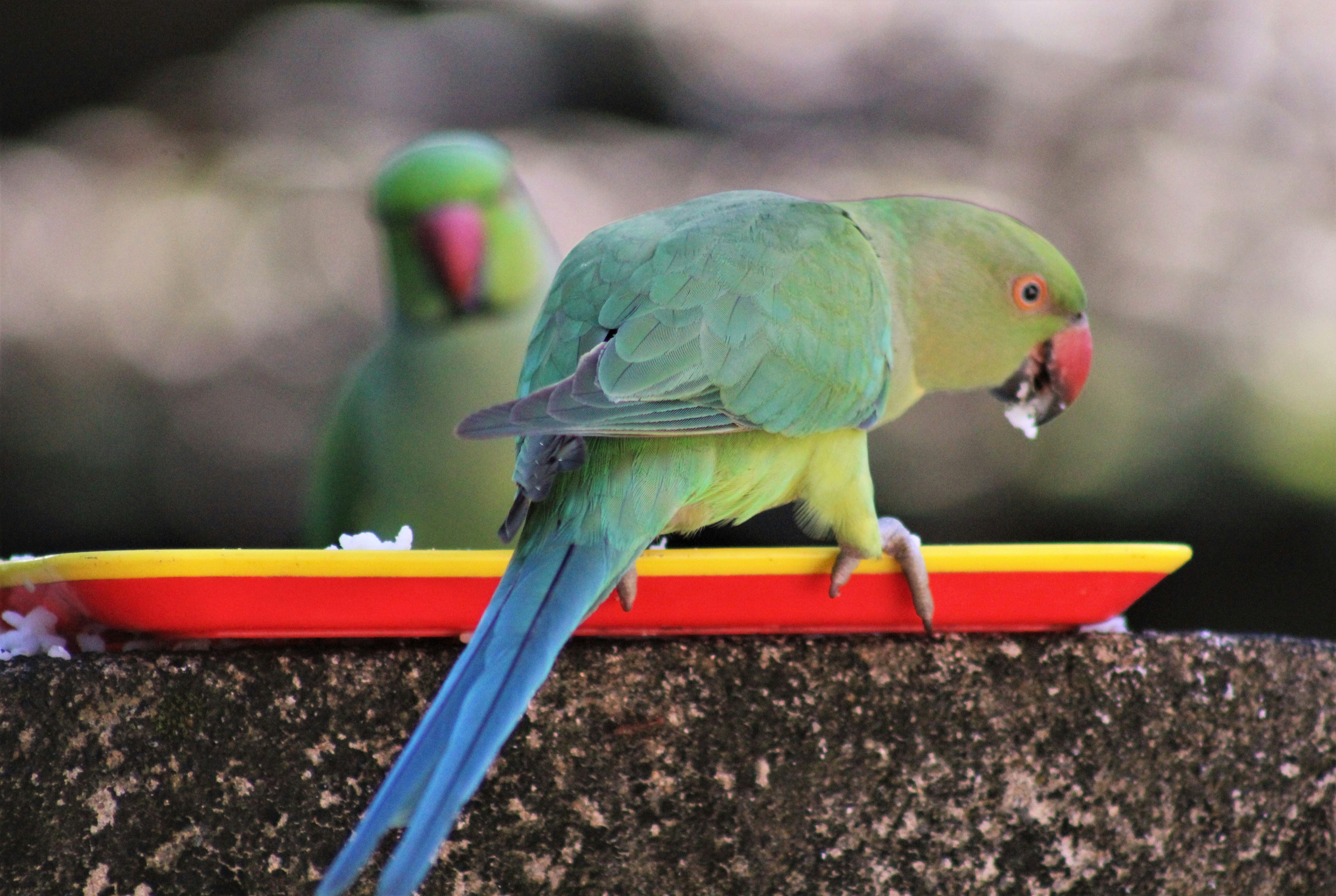 Vibrant green parrot enjoying a meal from a colorful plate, with another parrot in the background. The scene captures the lively essence of nature.