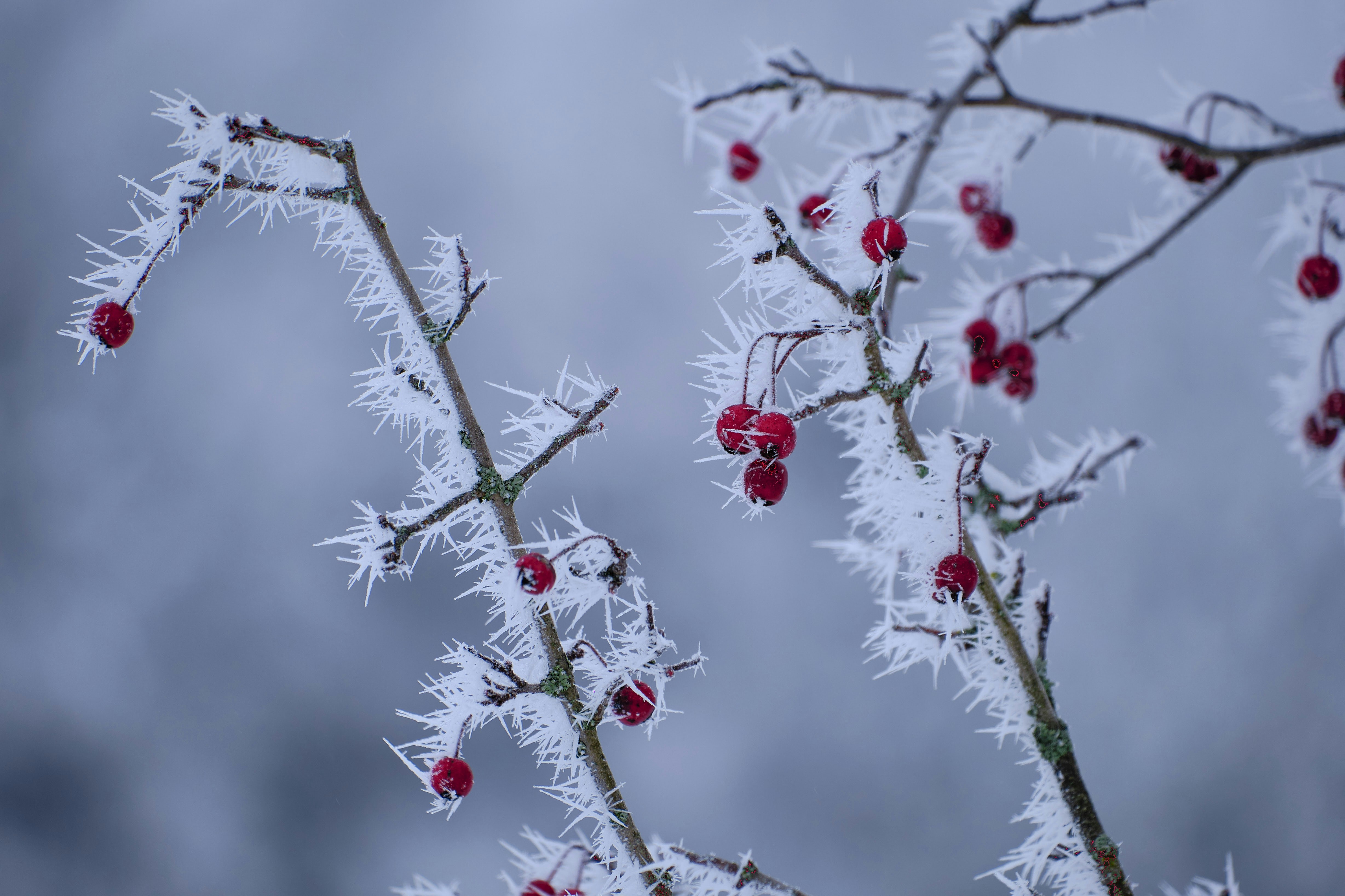 Fruits rouges sur la branche de l’arbre photo – Photo Gel Gratuite sur ...