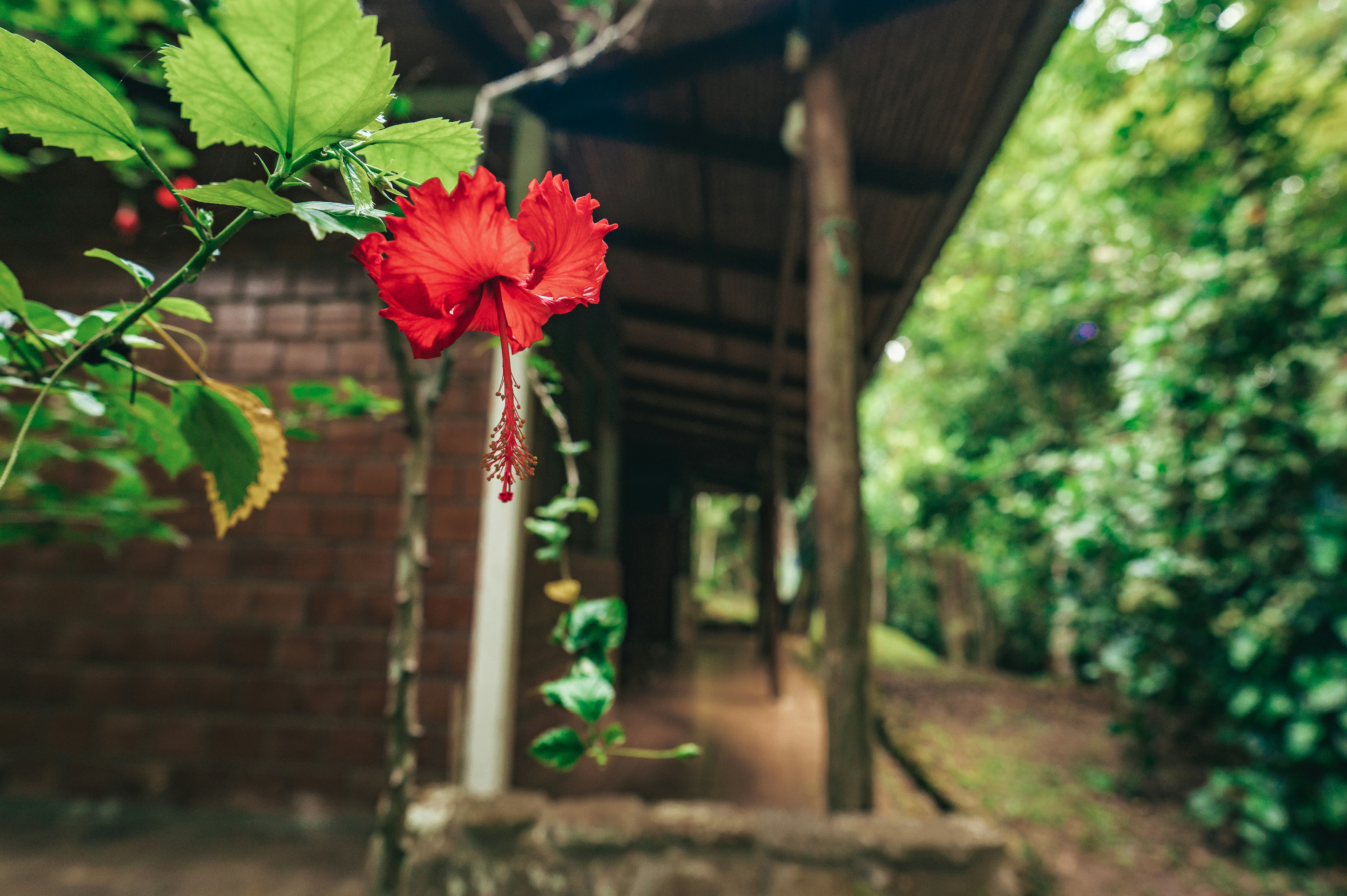 Crimson Hibiscus Framing a Quiet Veranda