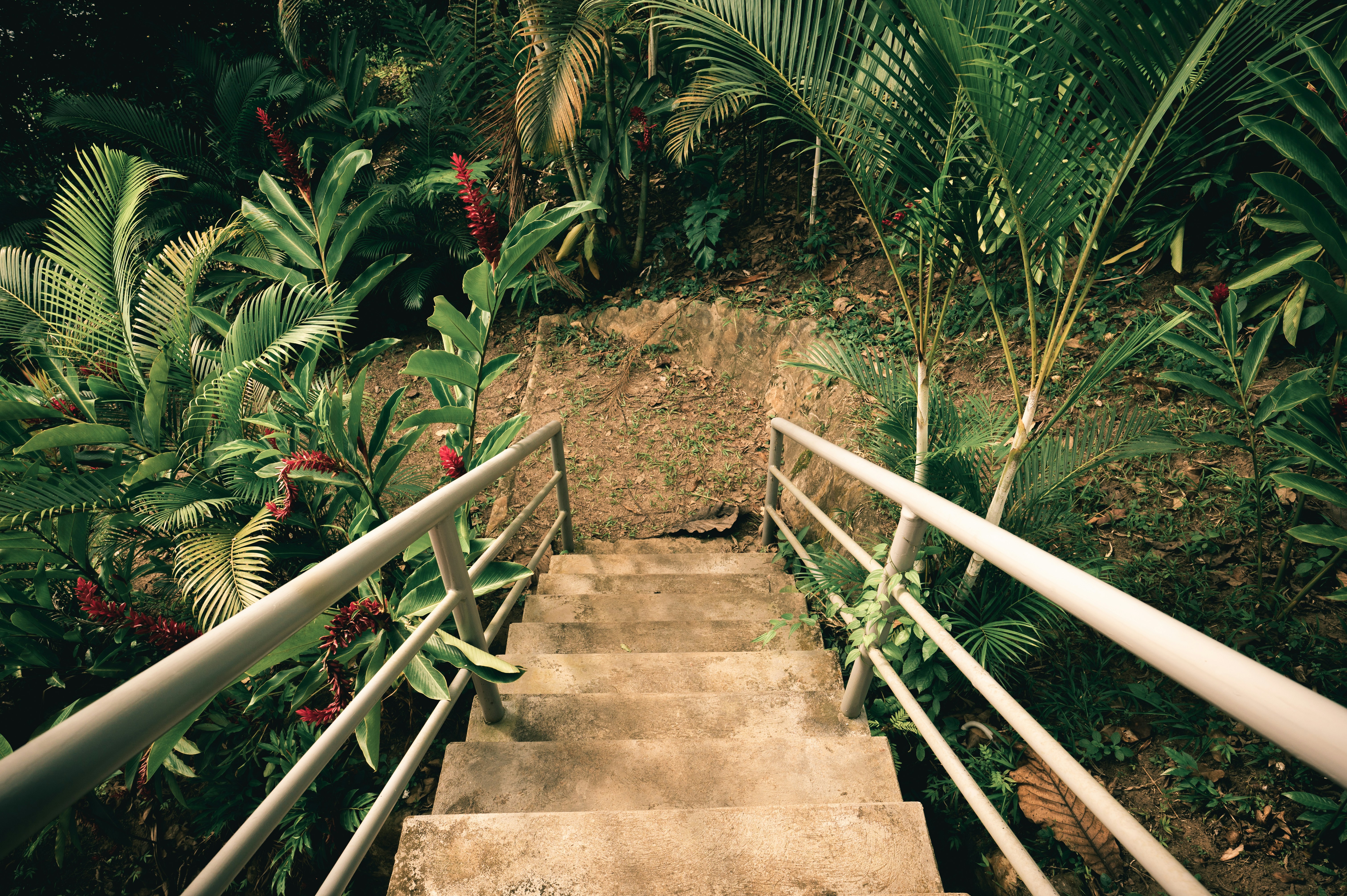Concrete stairs lead down through vibrant tropical foliage, inviting exploration into the verdant landscape.