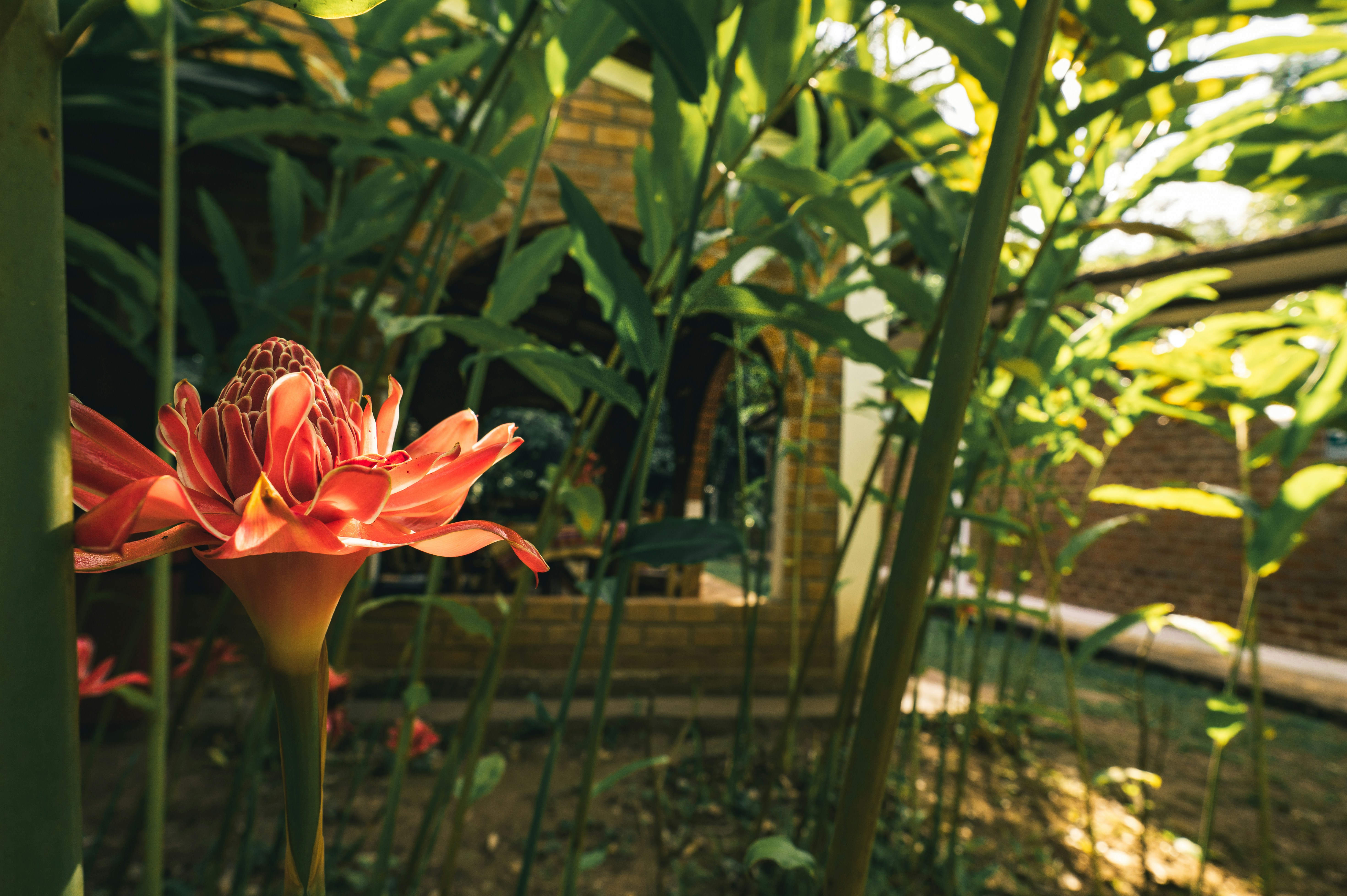Ember-tinted Blossom in a Quiet Garden Corridor
