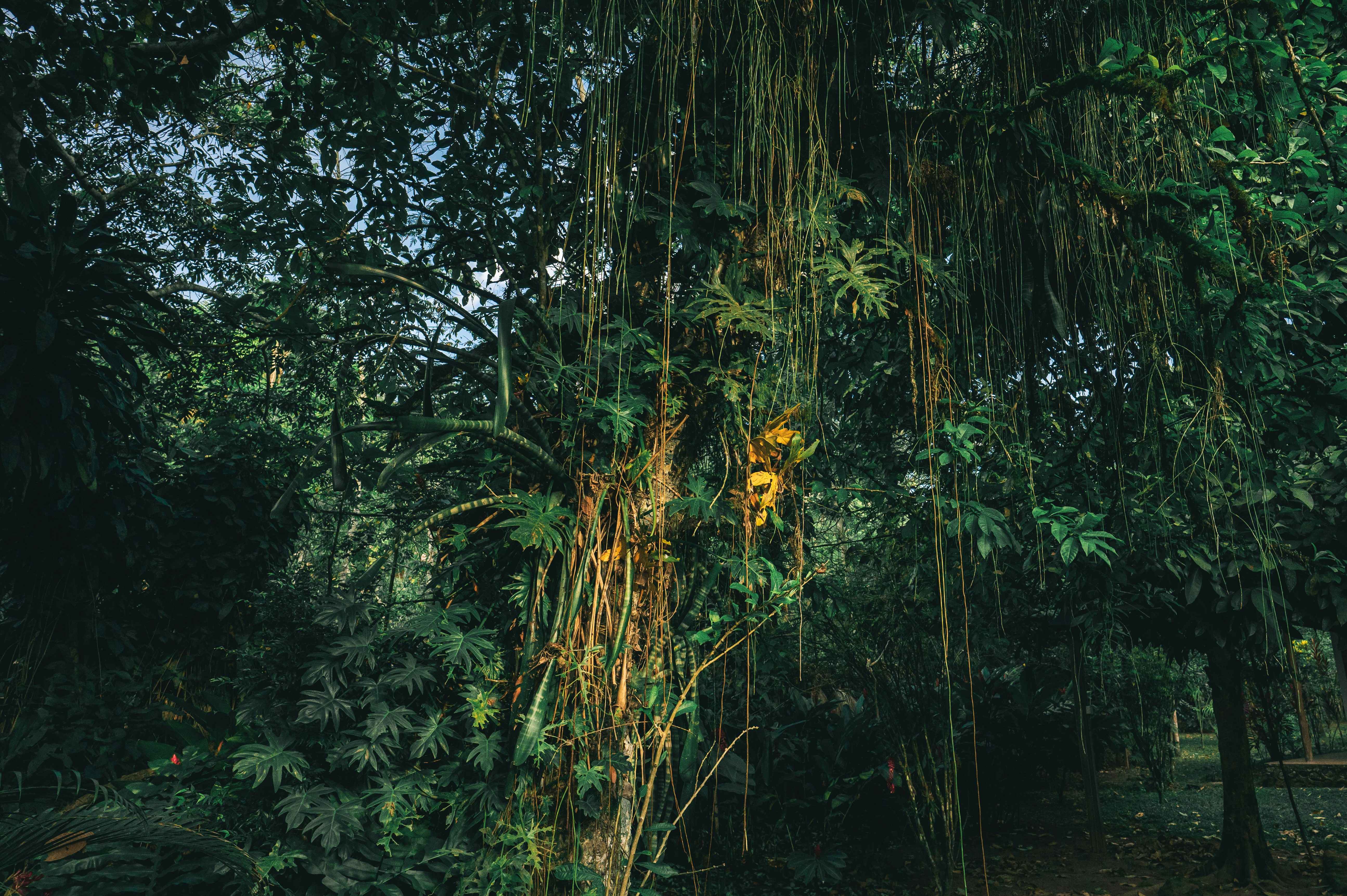 Gold Tendrils Among Velvet Green: A Quiet Study of Hanging Vines
