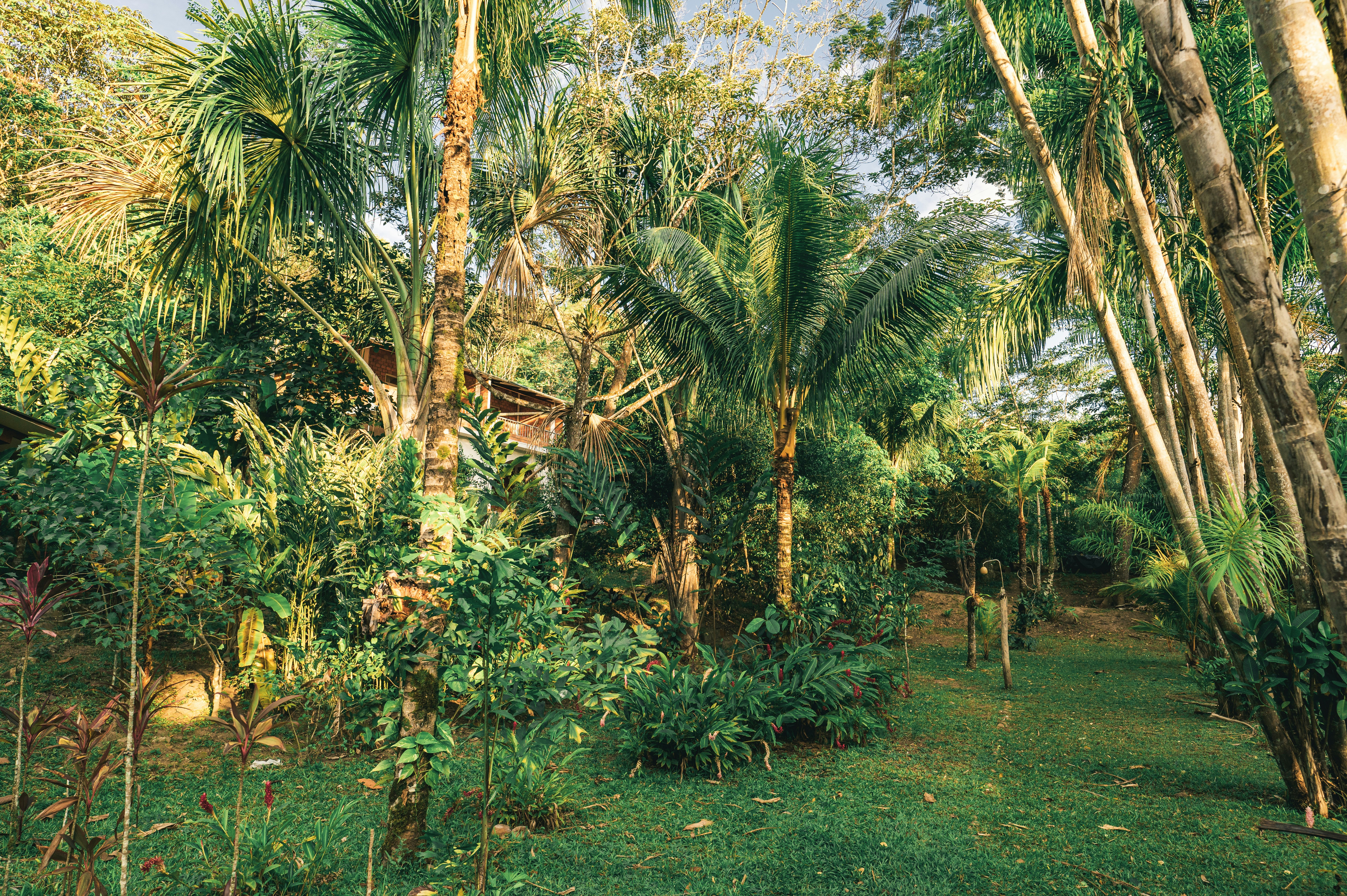 Green palm trees on green grass field during daytime photo – Free ...