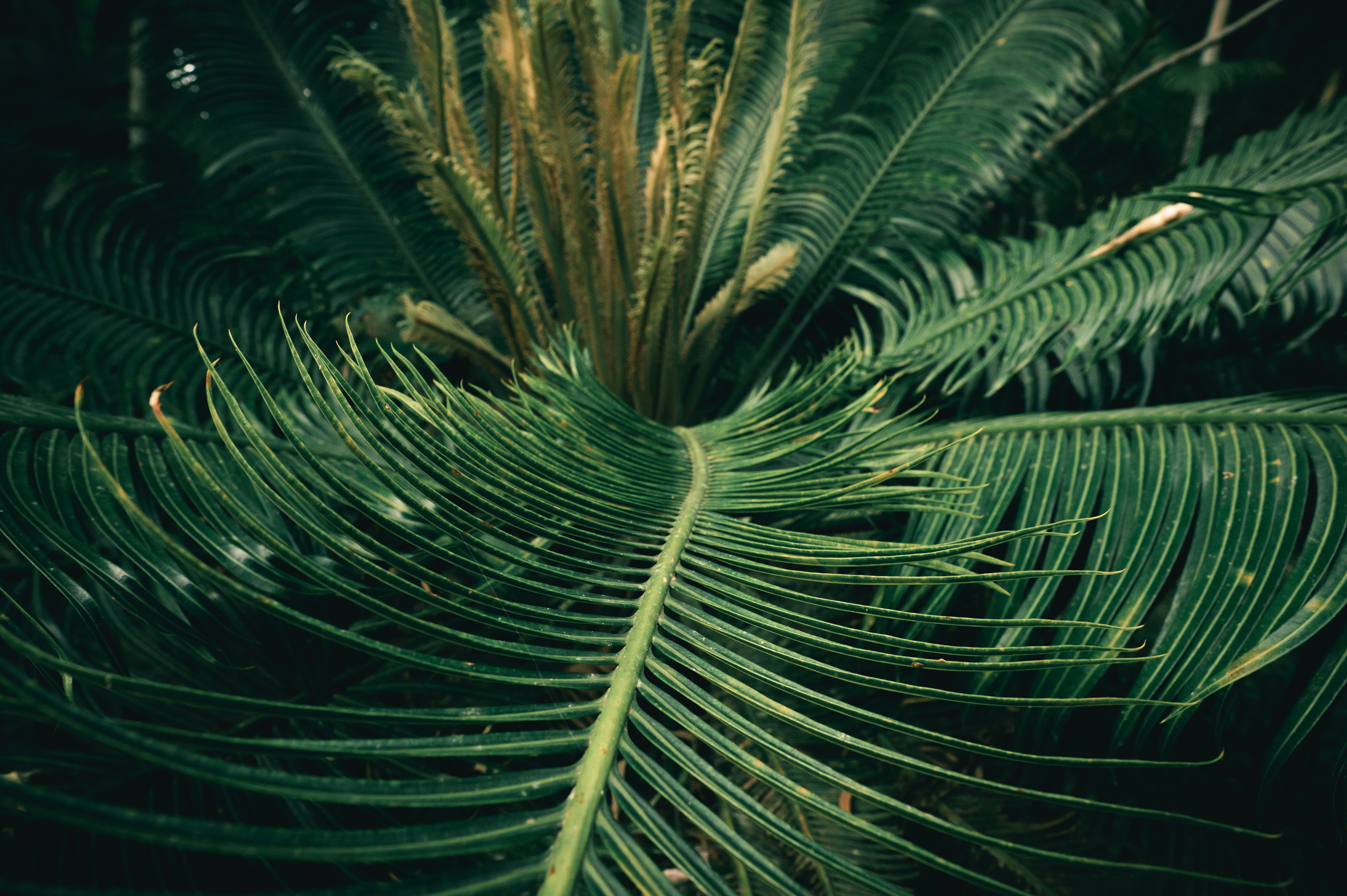 green palm tree during daytime