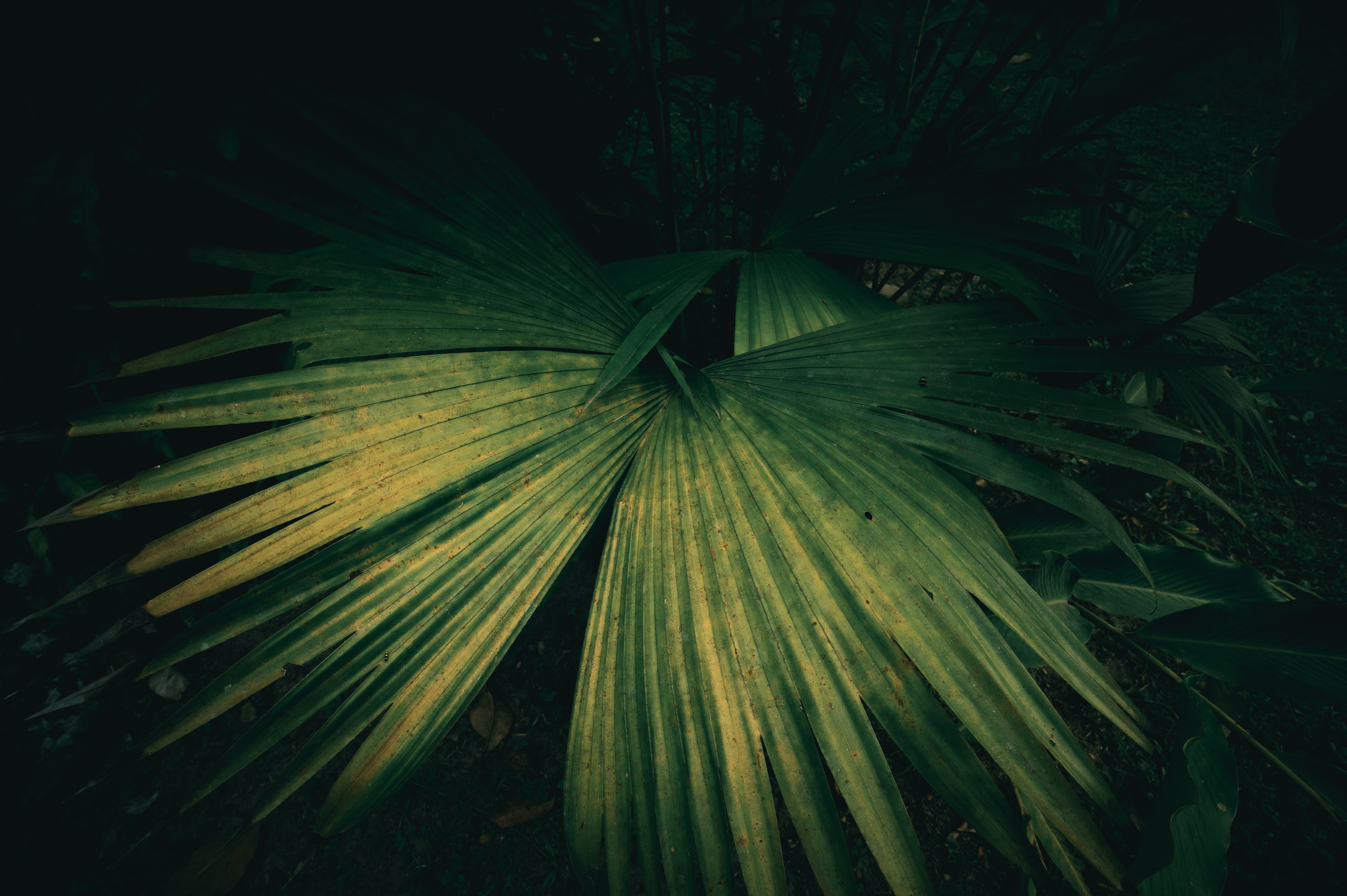 Moonlit Palm Fan: Green Radiance in the Jungle's Shadow
