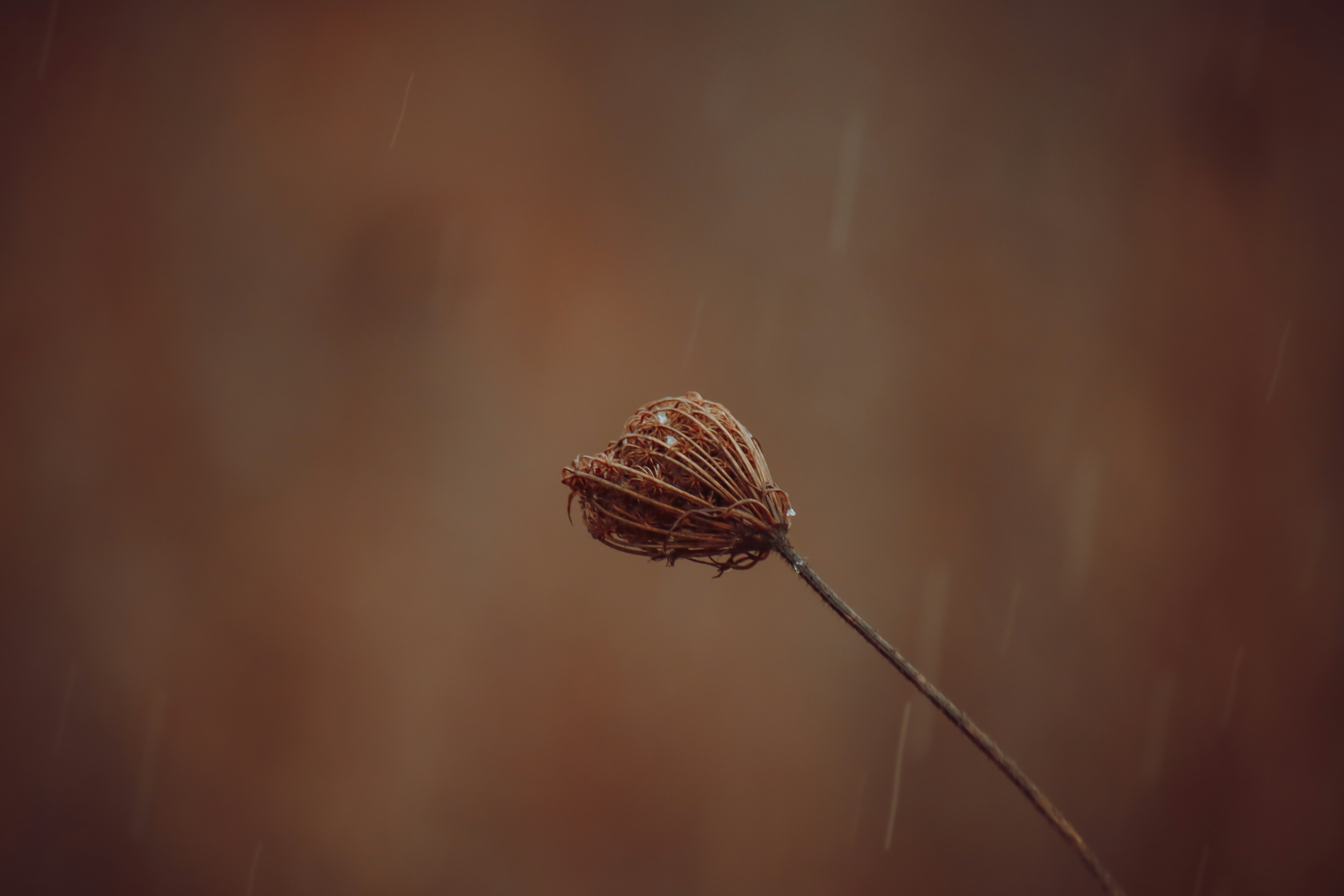 Winter's Last Flutter: a solitary seed in a rain-washed brown field
