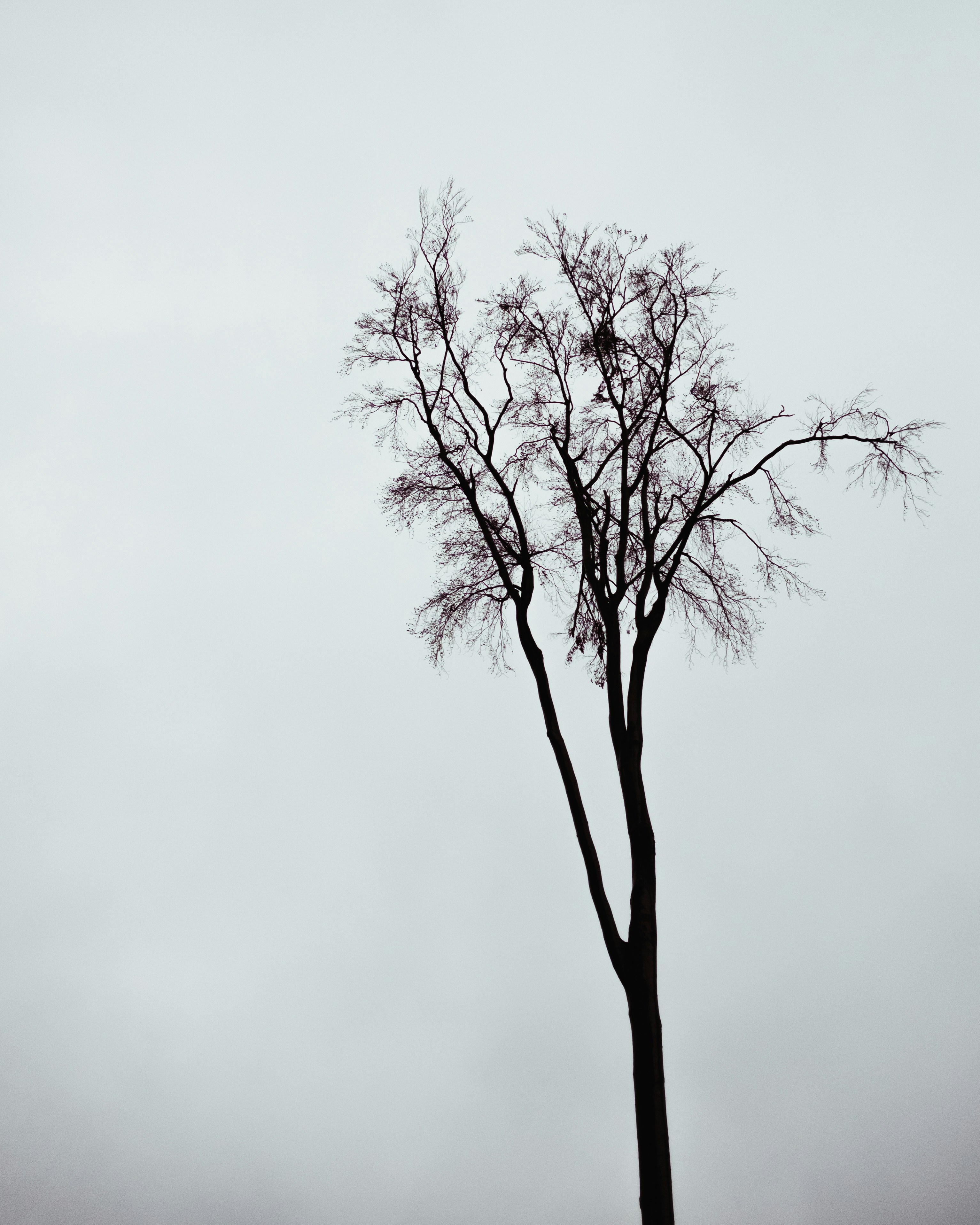 Bare tree standing alone against a muted gray sky, embodying the stark beauty of winter. Its branches stretch upward, creating a striking silhouette.