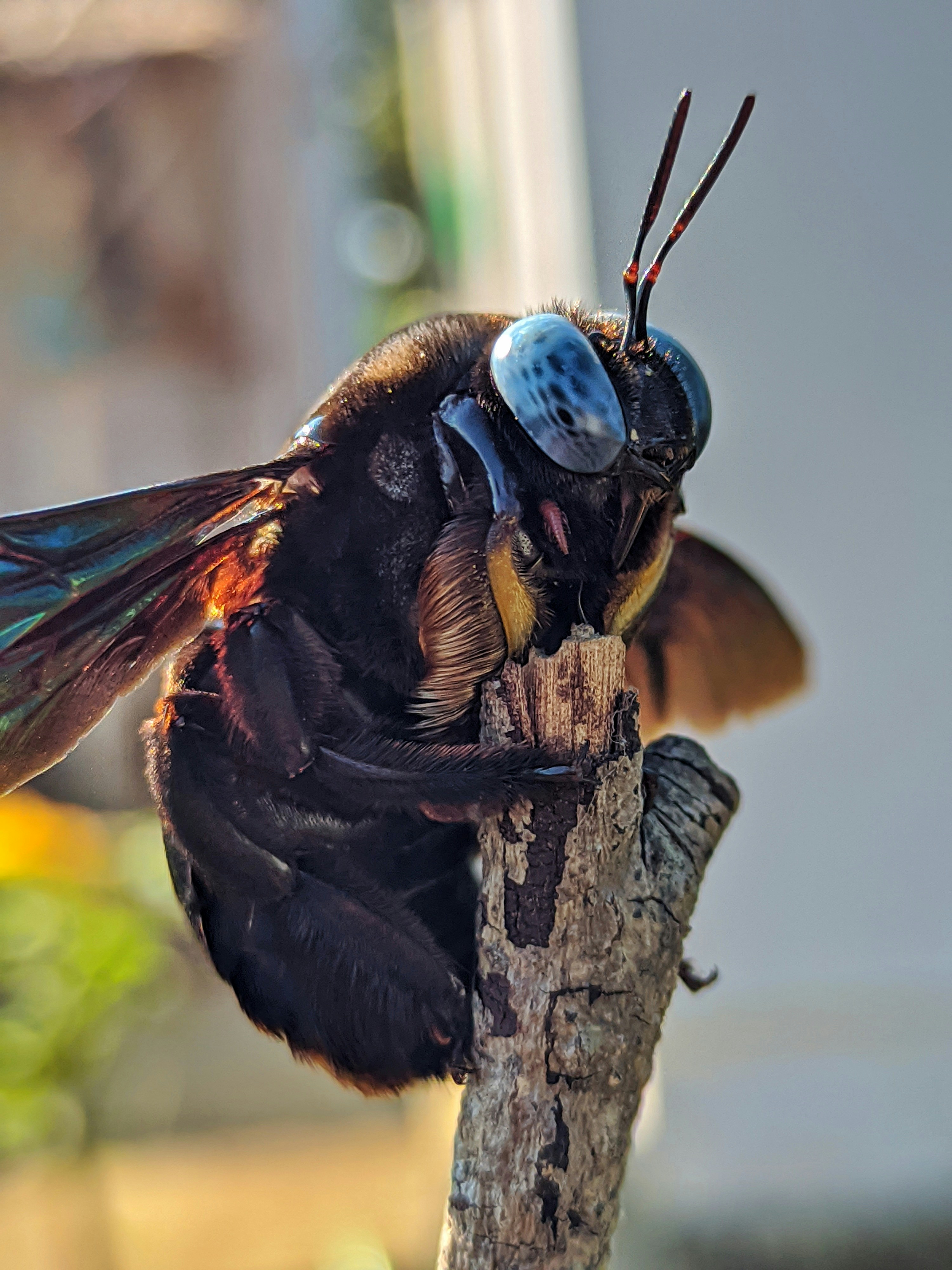 Blue-eyed Sentinel: Macro Portrait of a Bee on a Weathered Twig