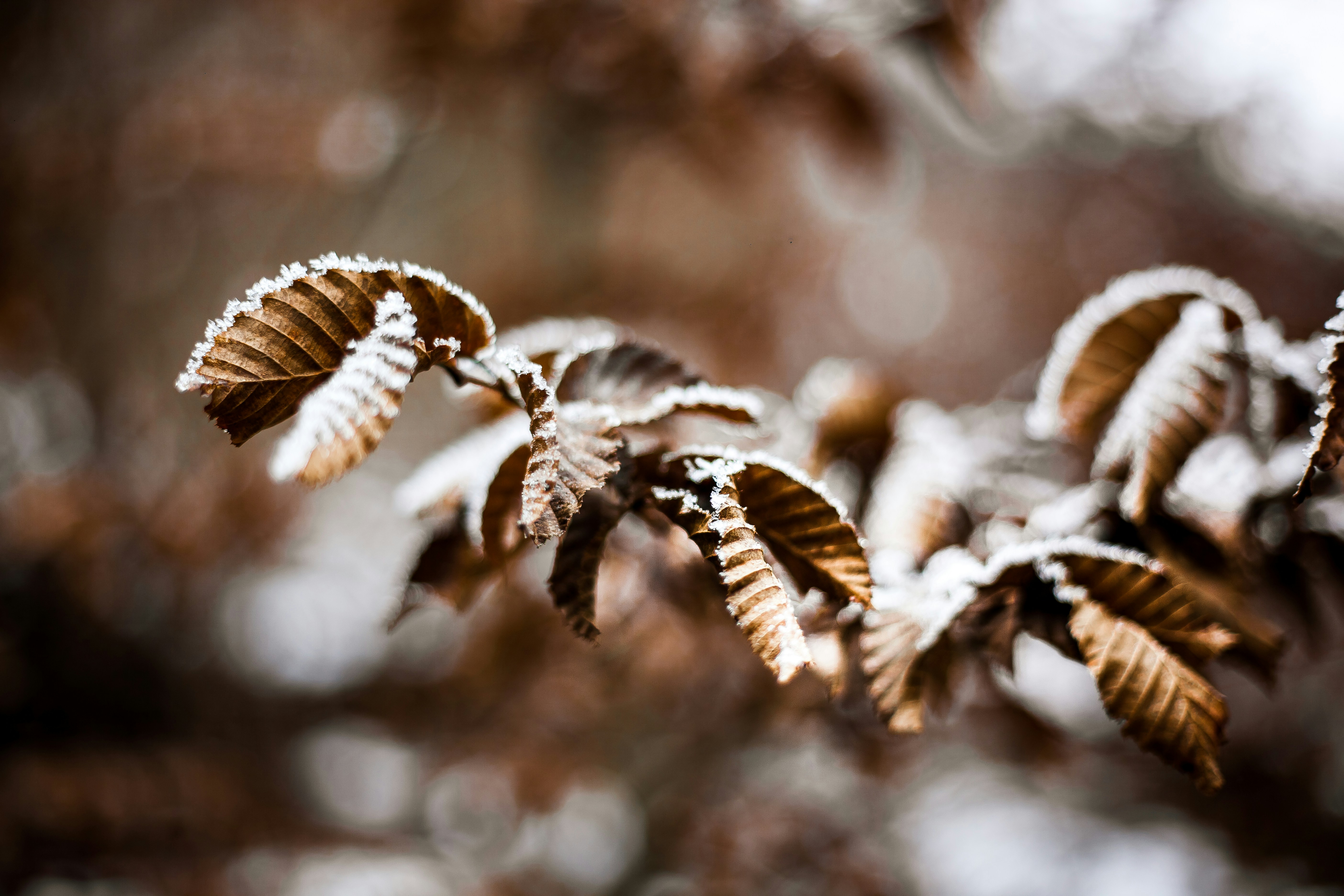 Whispers of Winter: Frost-Kissed Leaves in Focus