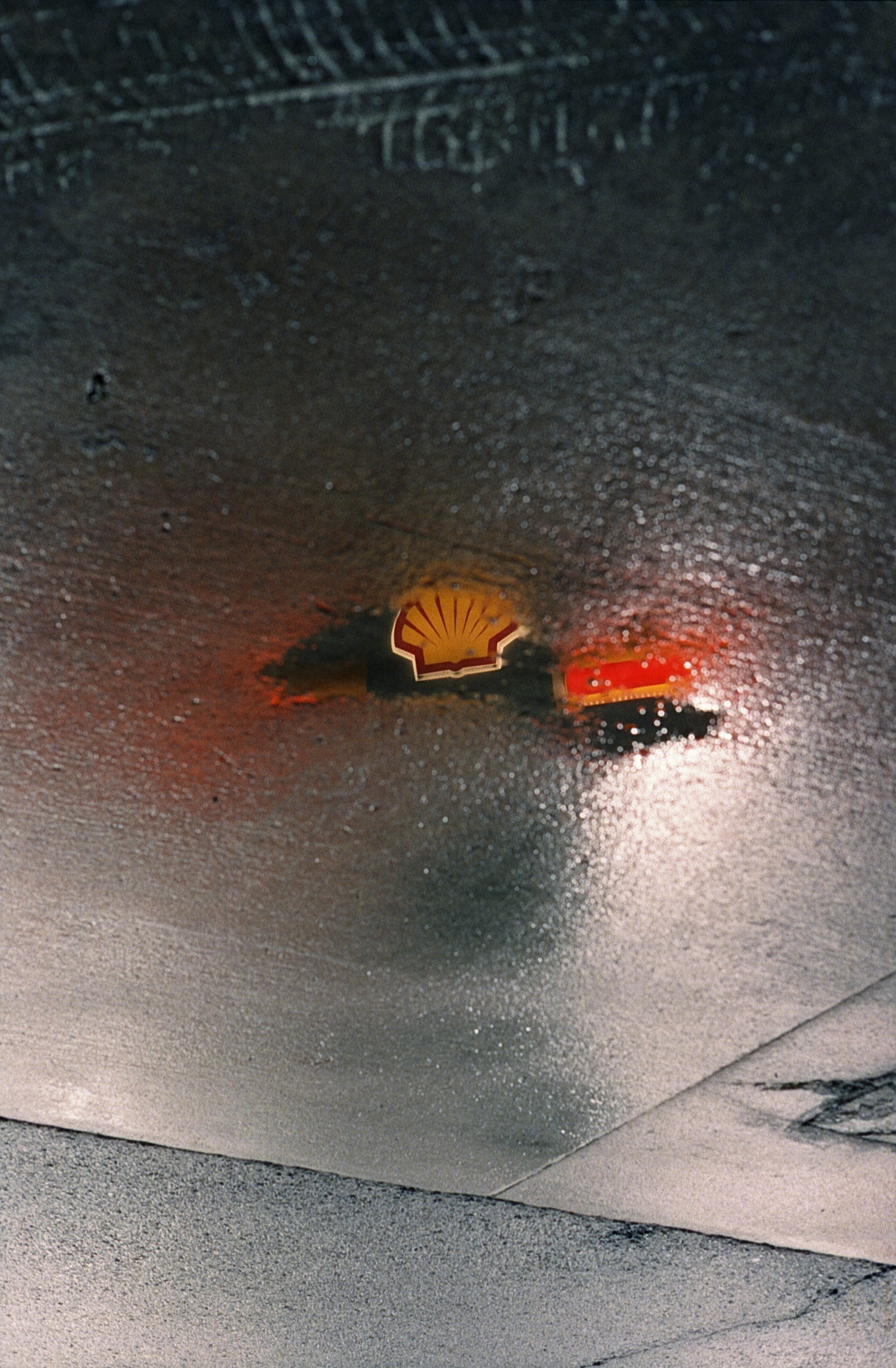 yellow and black turtle on wet road