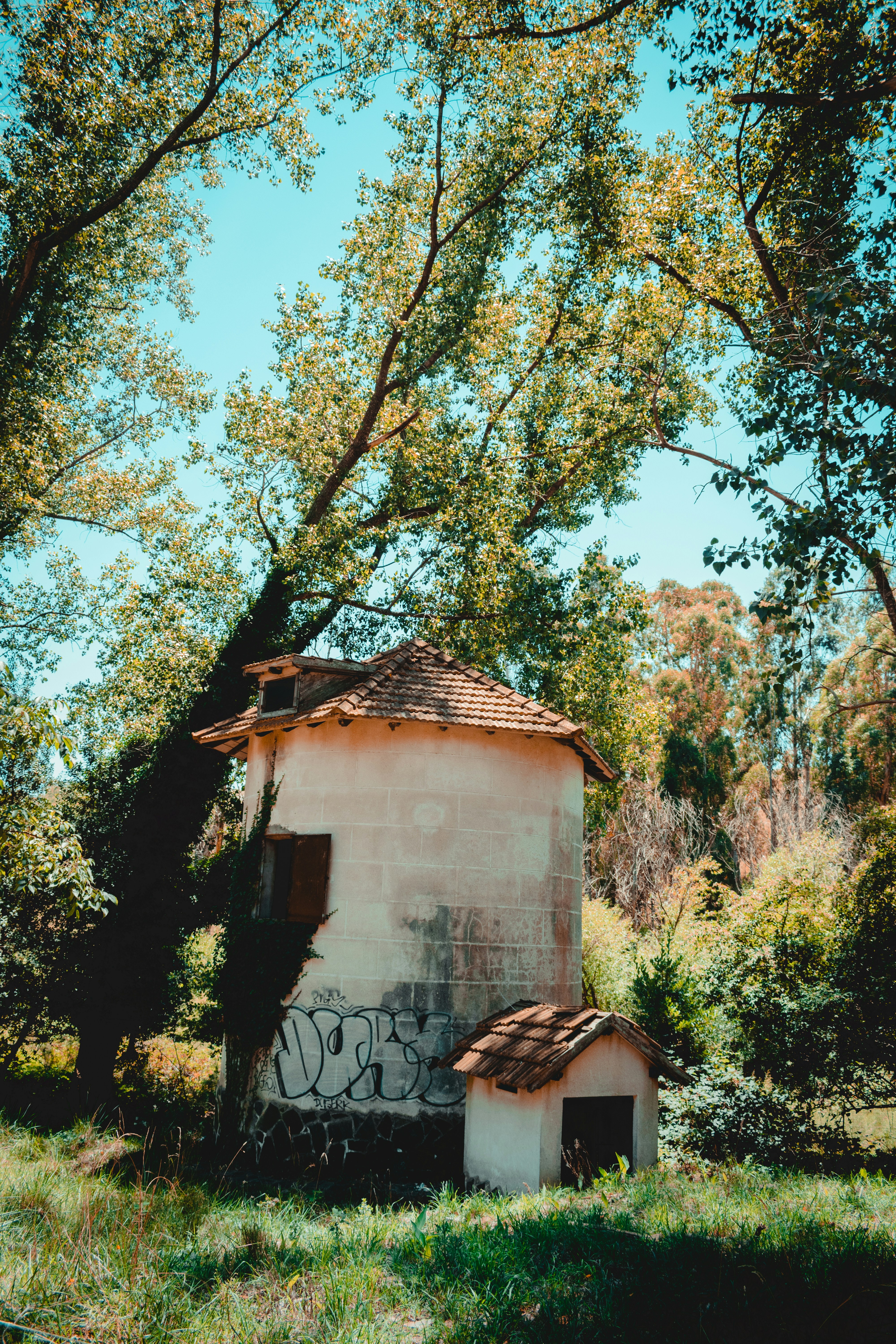 Sunlit Roundhouse Ruin Among Tall Trees