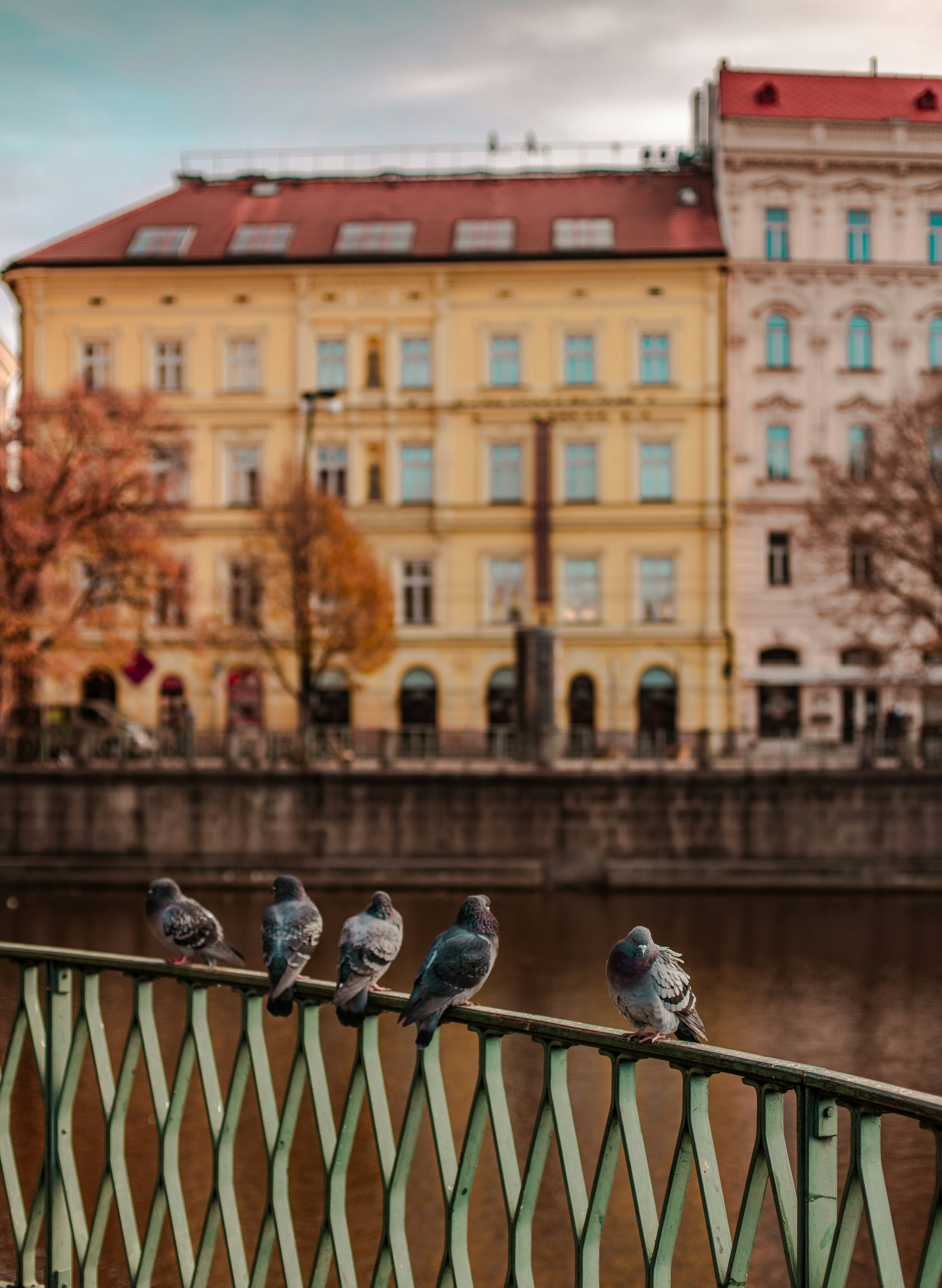 Five Pigeons on a Green Riverside Railing as Autumn City Facades Glow