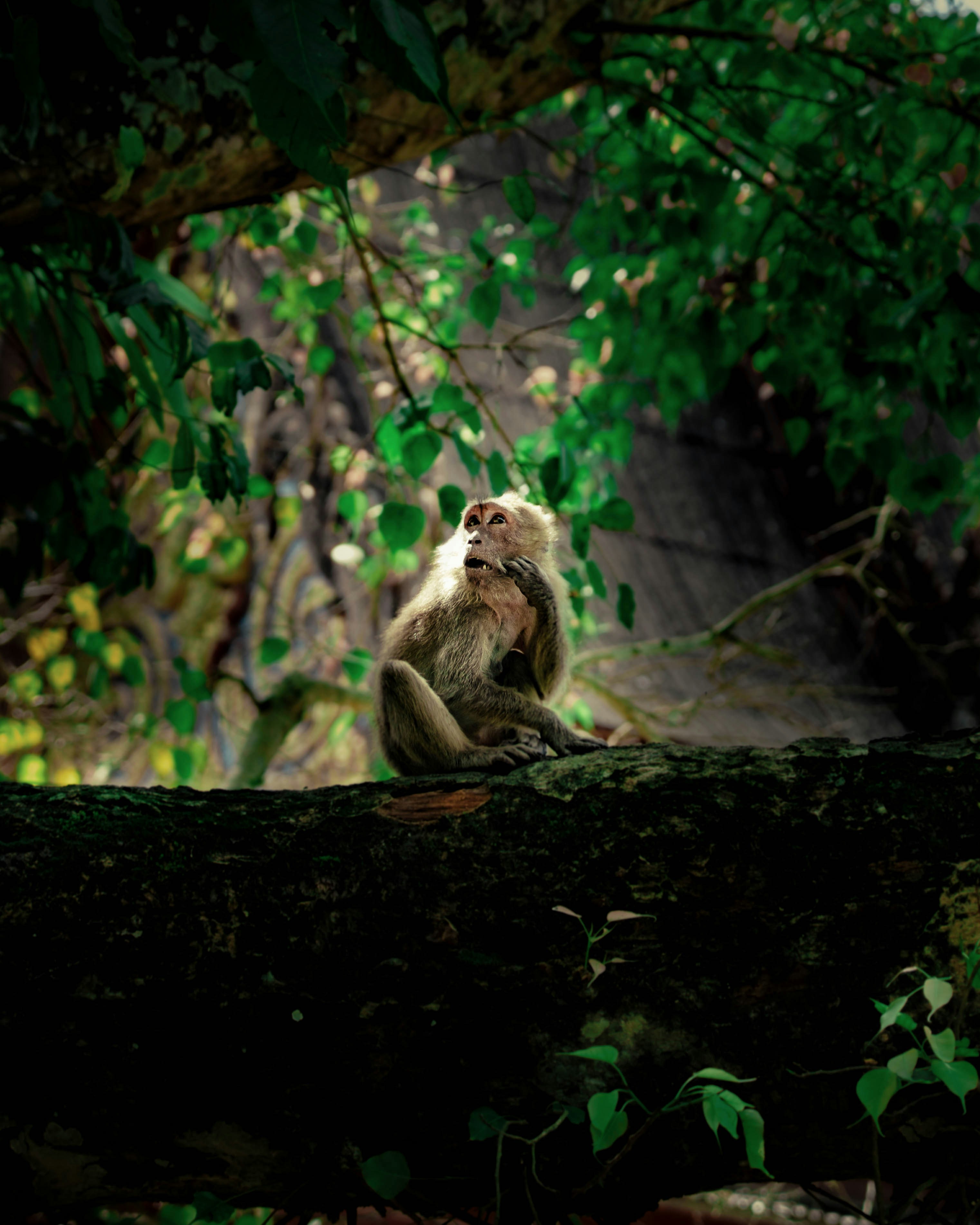 Curious Macaque on a Mossy Log Beneath Dappled Green Light