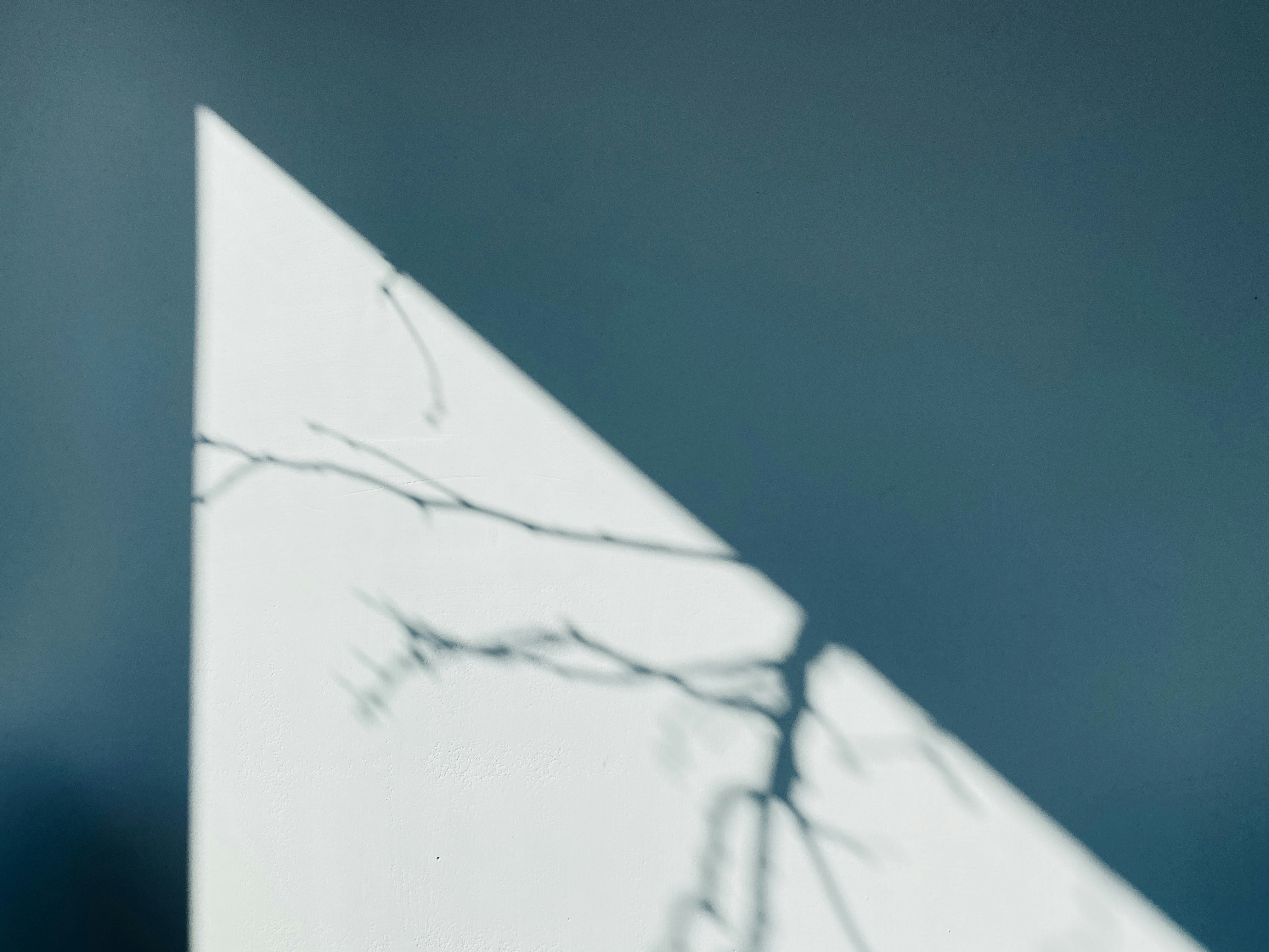 Intricate shadows of a branch cast on a minimalist wall, highlighting the interplay of light and form.