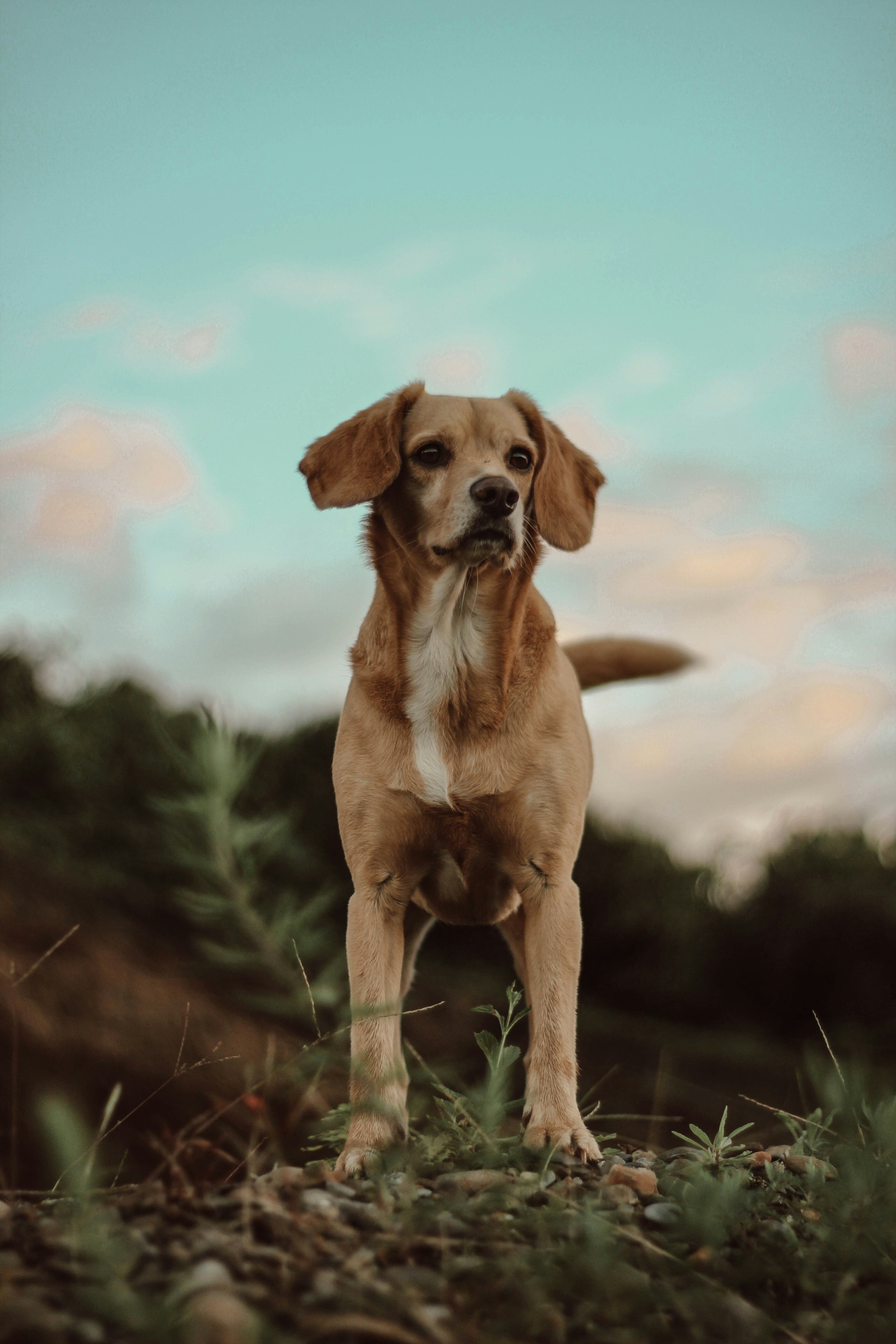 A beagle stands alert amidst lush greenery under a soft blue sky, embodying curiosity and vigilance.
