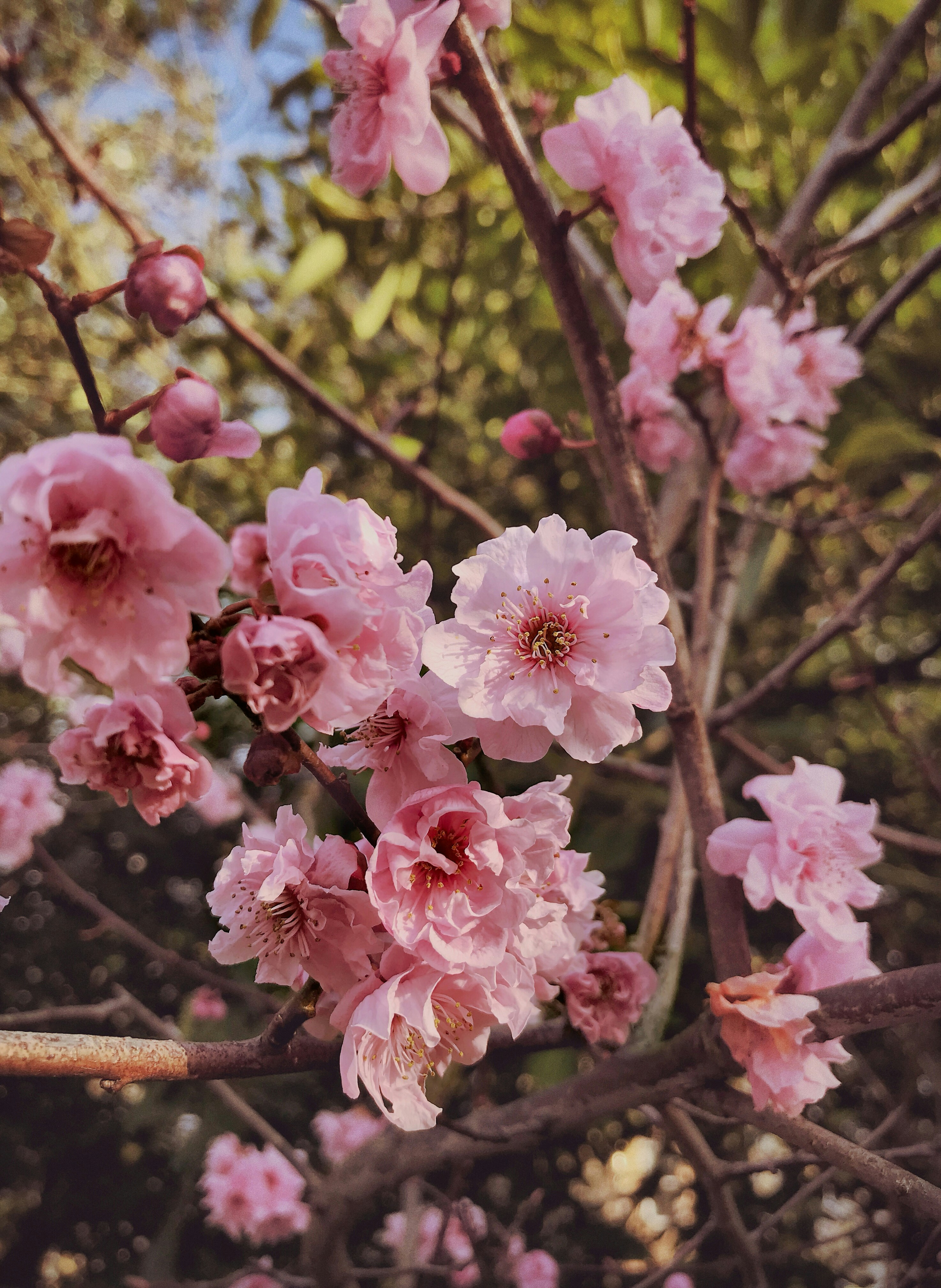 ♥ enjoy and make sure to tag me on Instagram @Lorenne_Blau