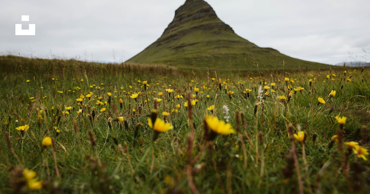 Yellow flower field near mountain during daytime photo – Free Iceland ... Yellow flower field near mountain during daytime photo – Free Iceland ...