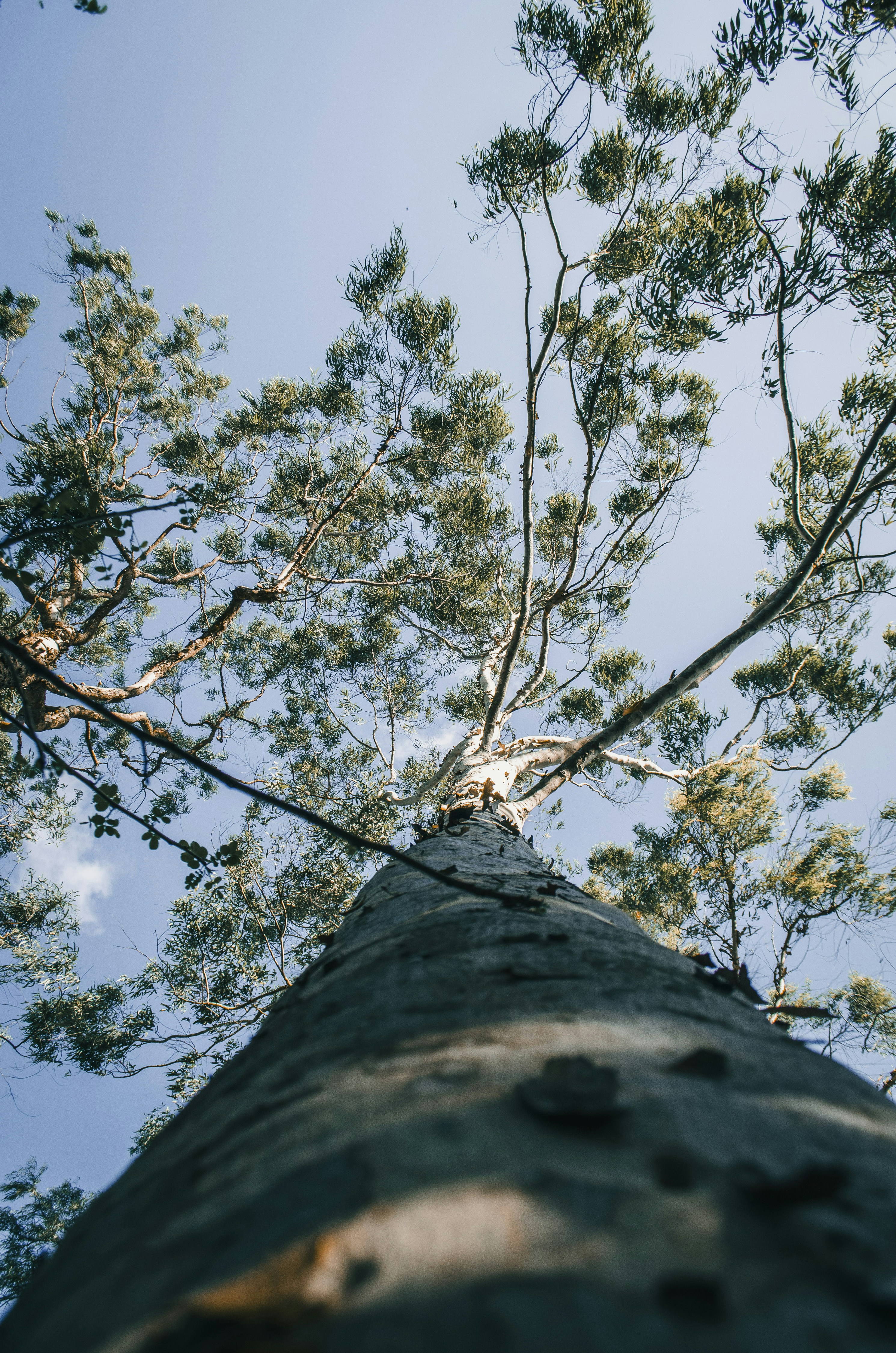 Looking up a tall tree, capturing its textured bark and lush green leaves against a clear blue sky.