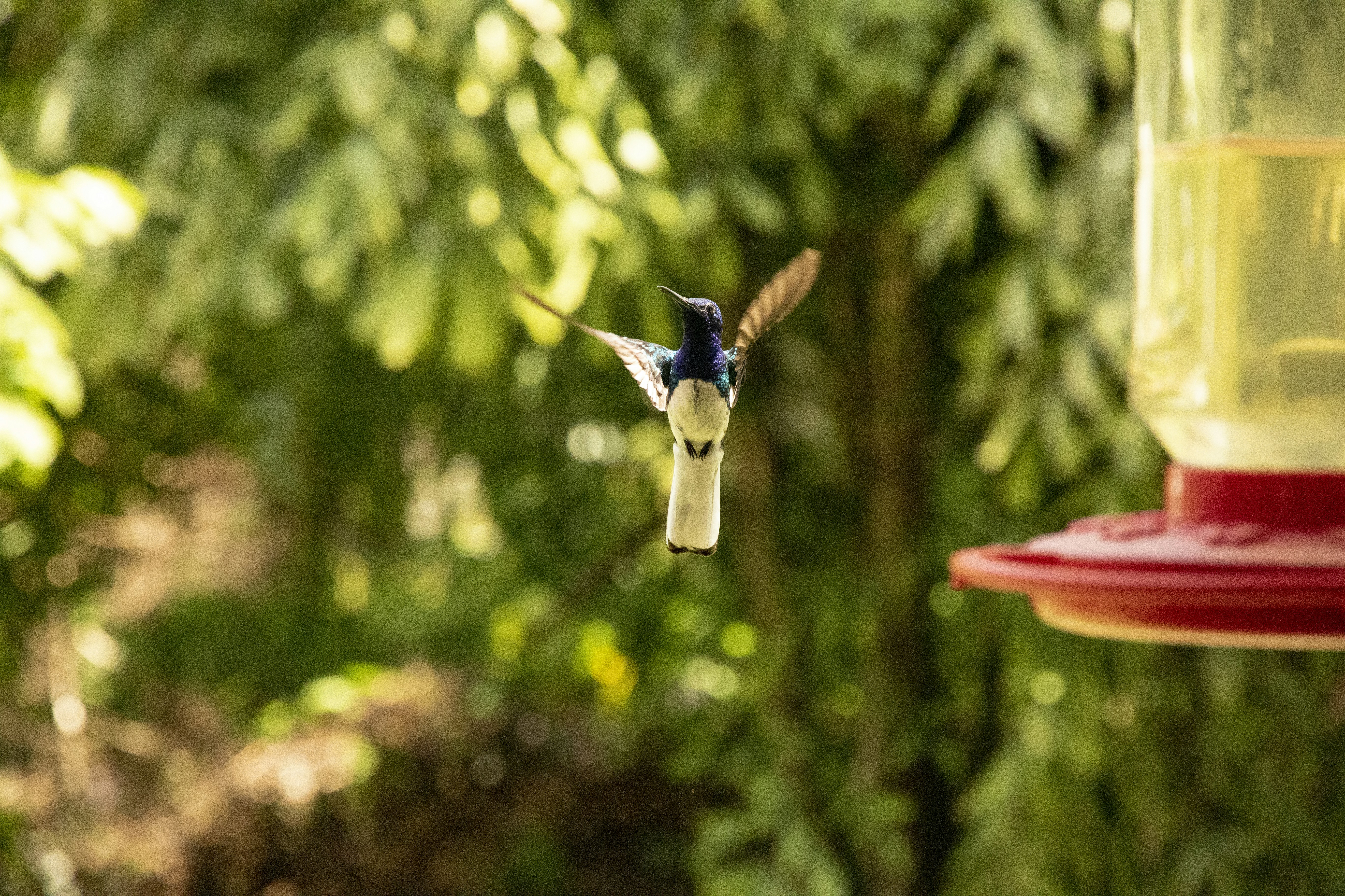 Vibrant hummingbird hovering near a feeder surrounded by lush greenery. The intricate details of its feathers are highlighted against the blurred background.