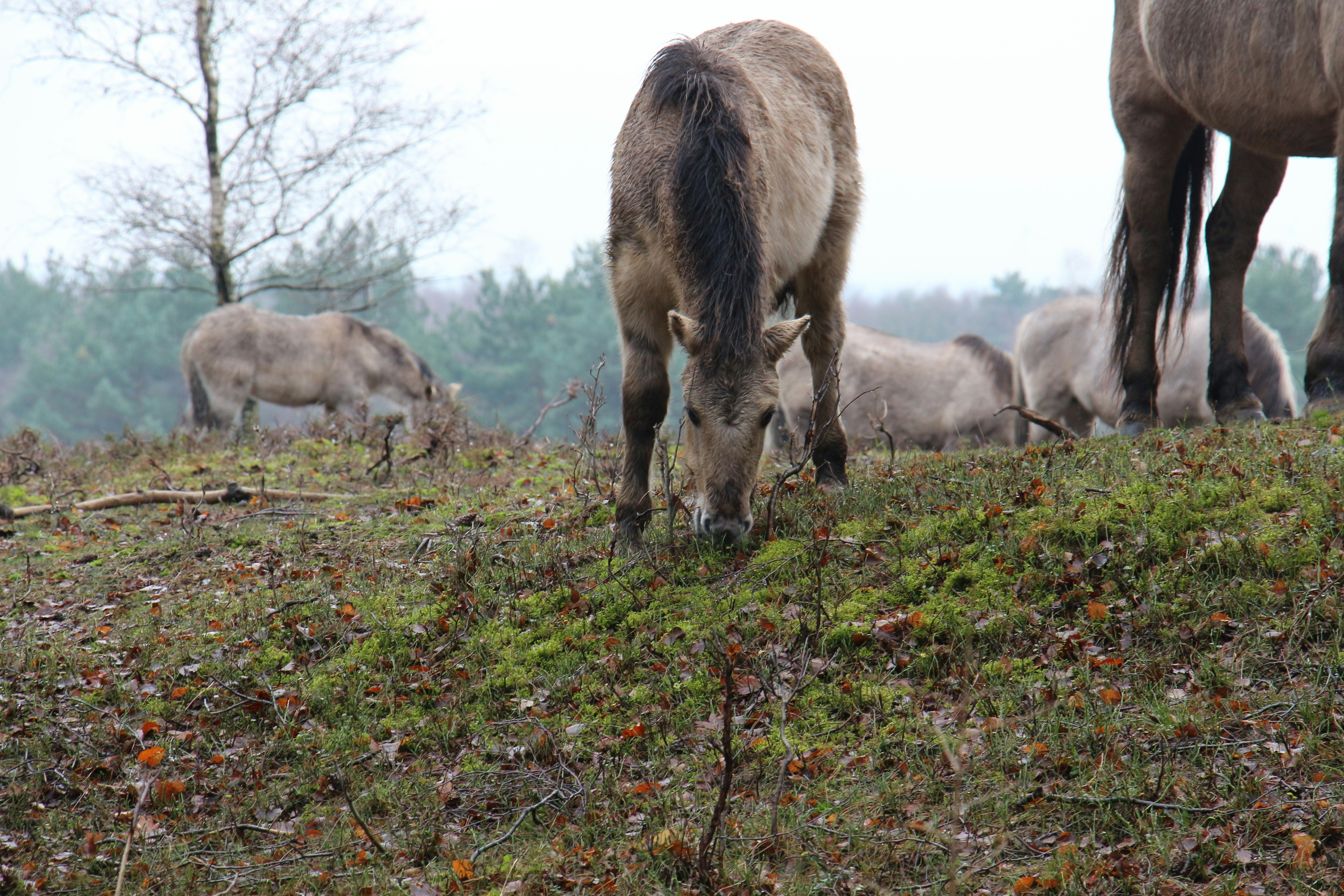 Ranch Zoom Background
