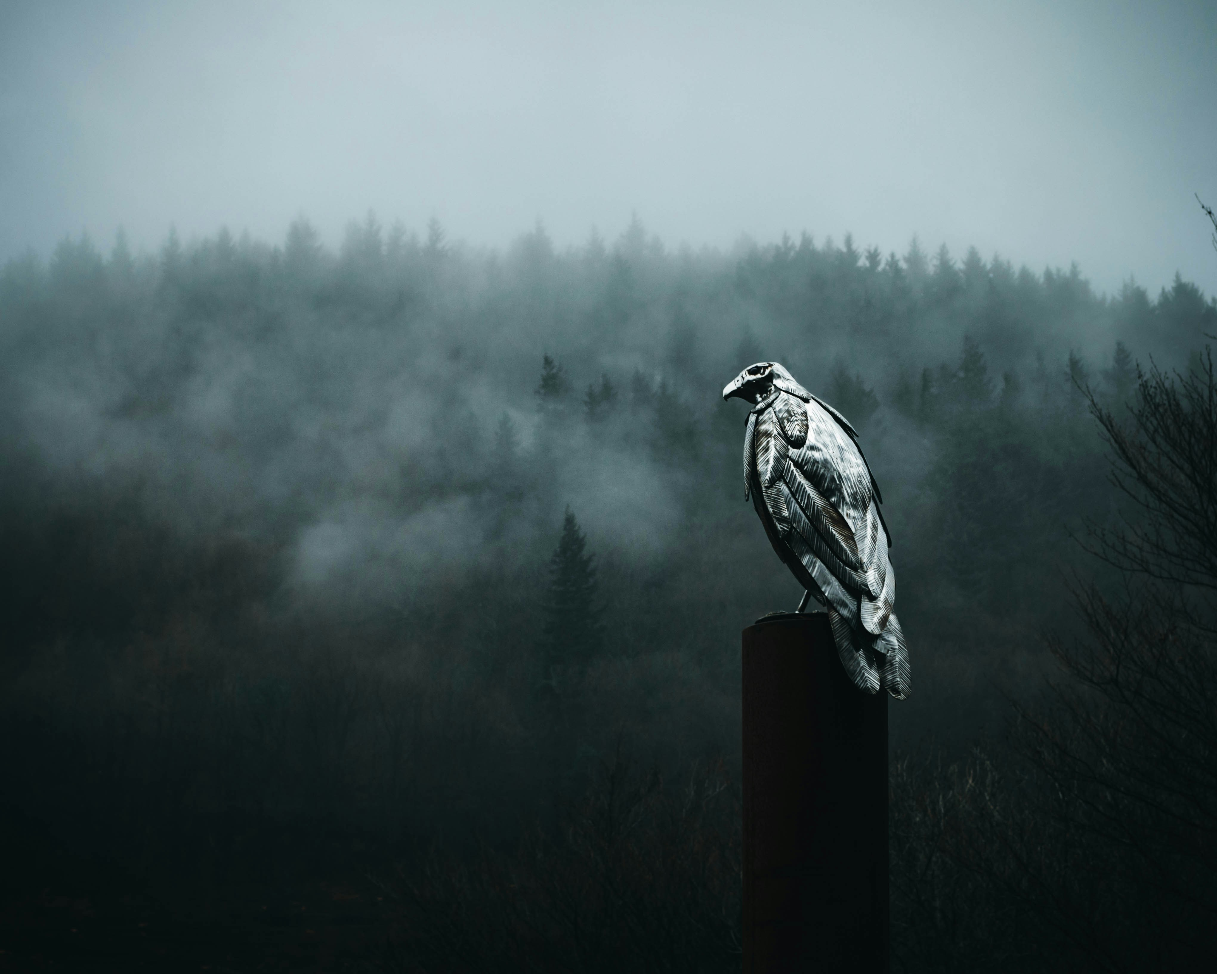 Mistbound Sentinel: Hawk on a Weathered Post Above Fog-Draped Pines
