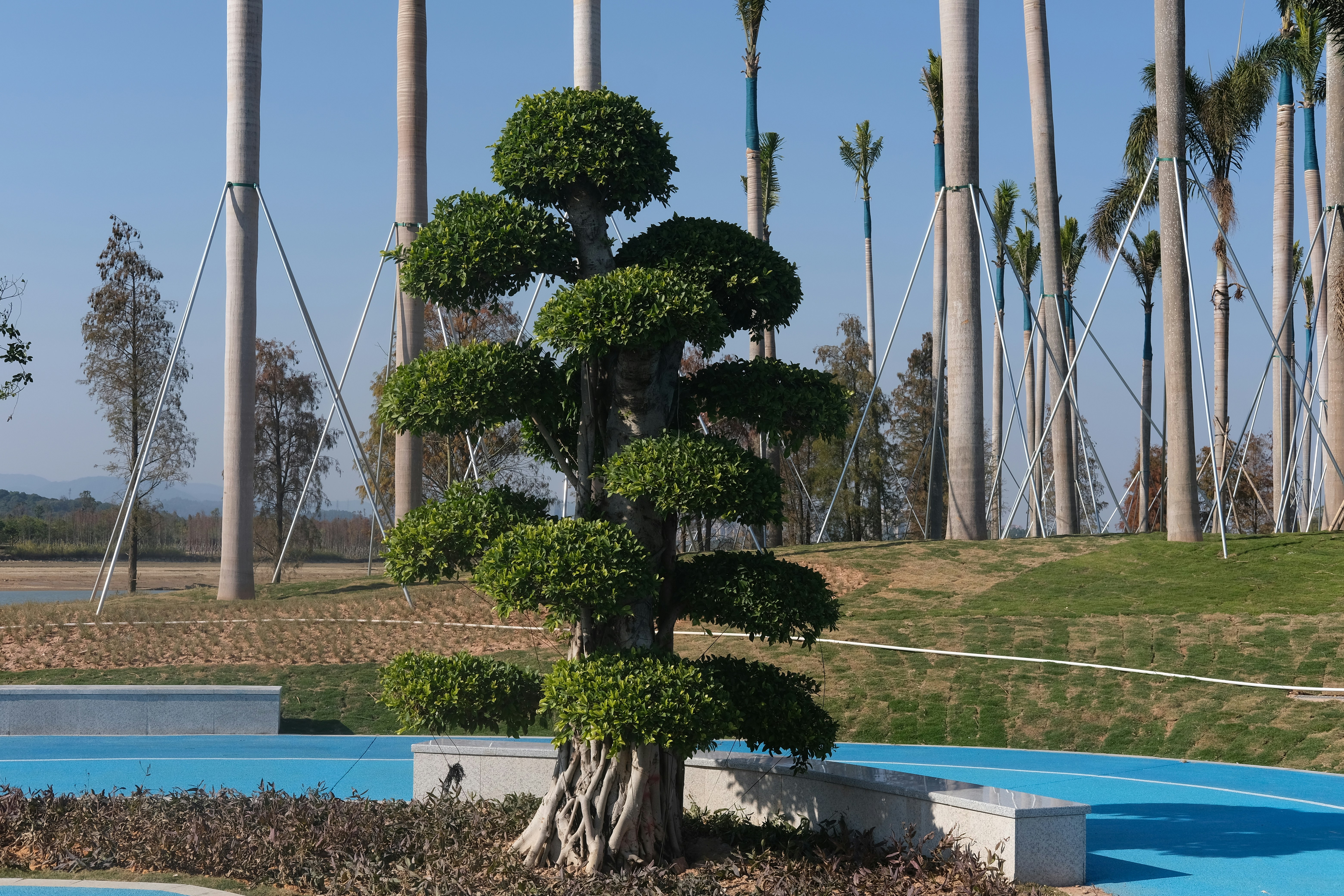 green pine trees on green grass field during daytime