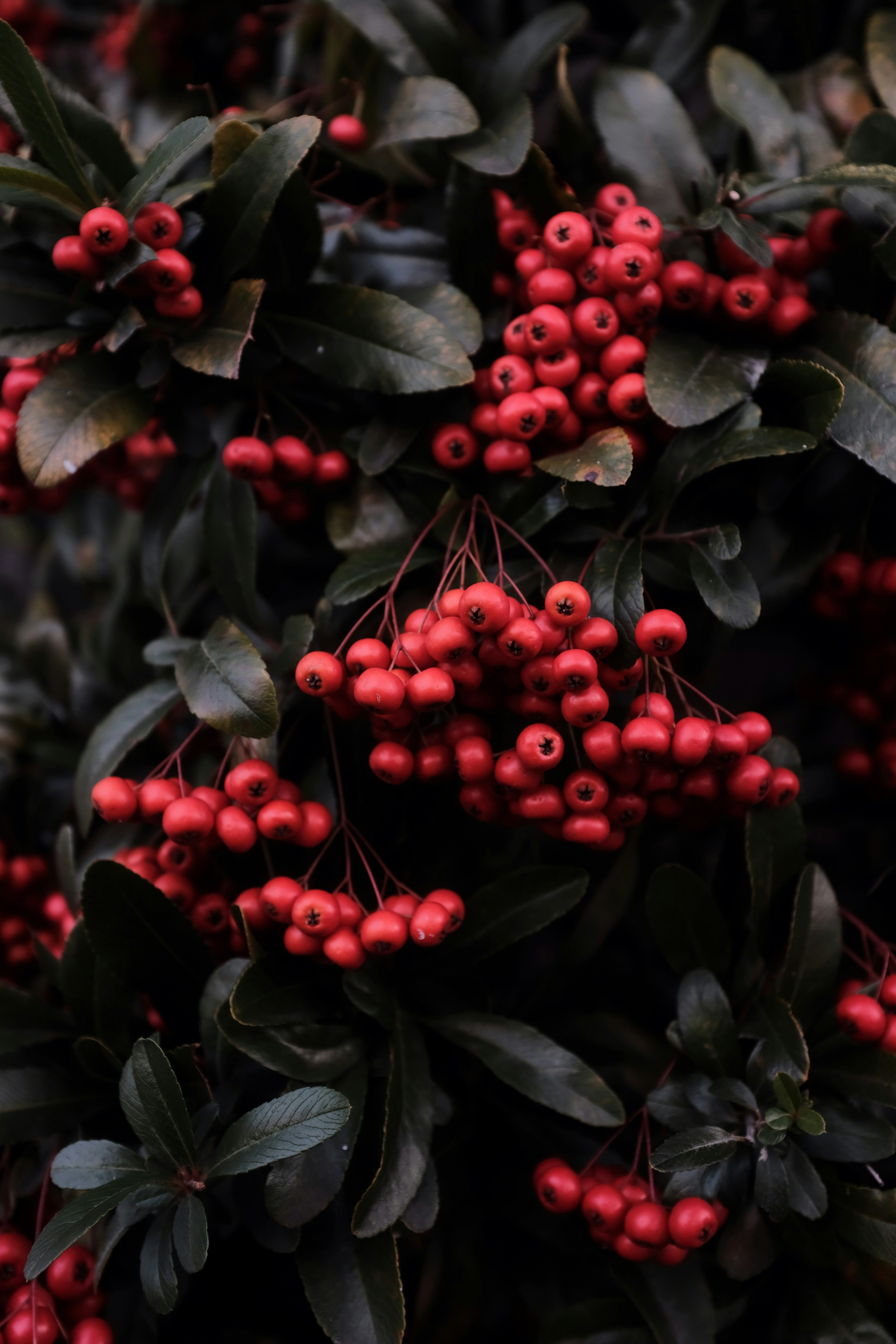 Red round fruits in close up photography photo – Free Brown Image on ...