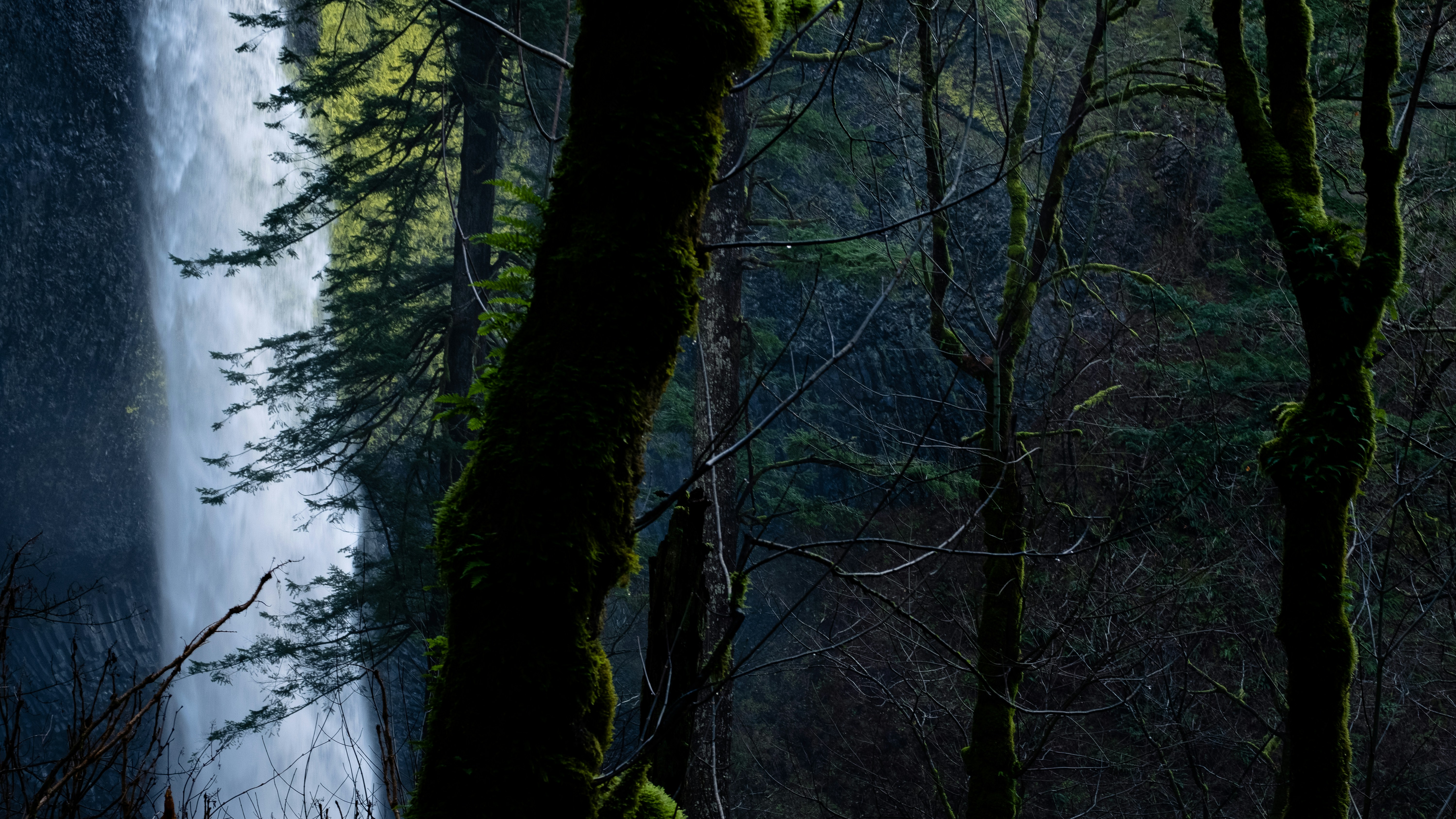 Moss-Covered Trunks Frame a Pale Cascade at Dusk