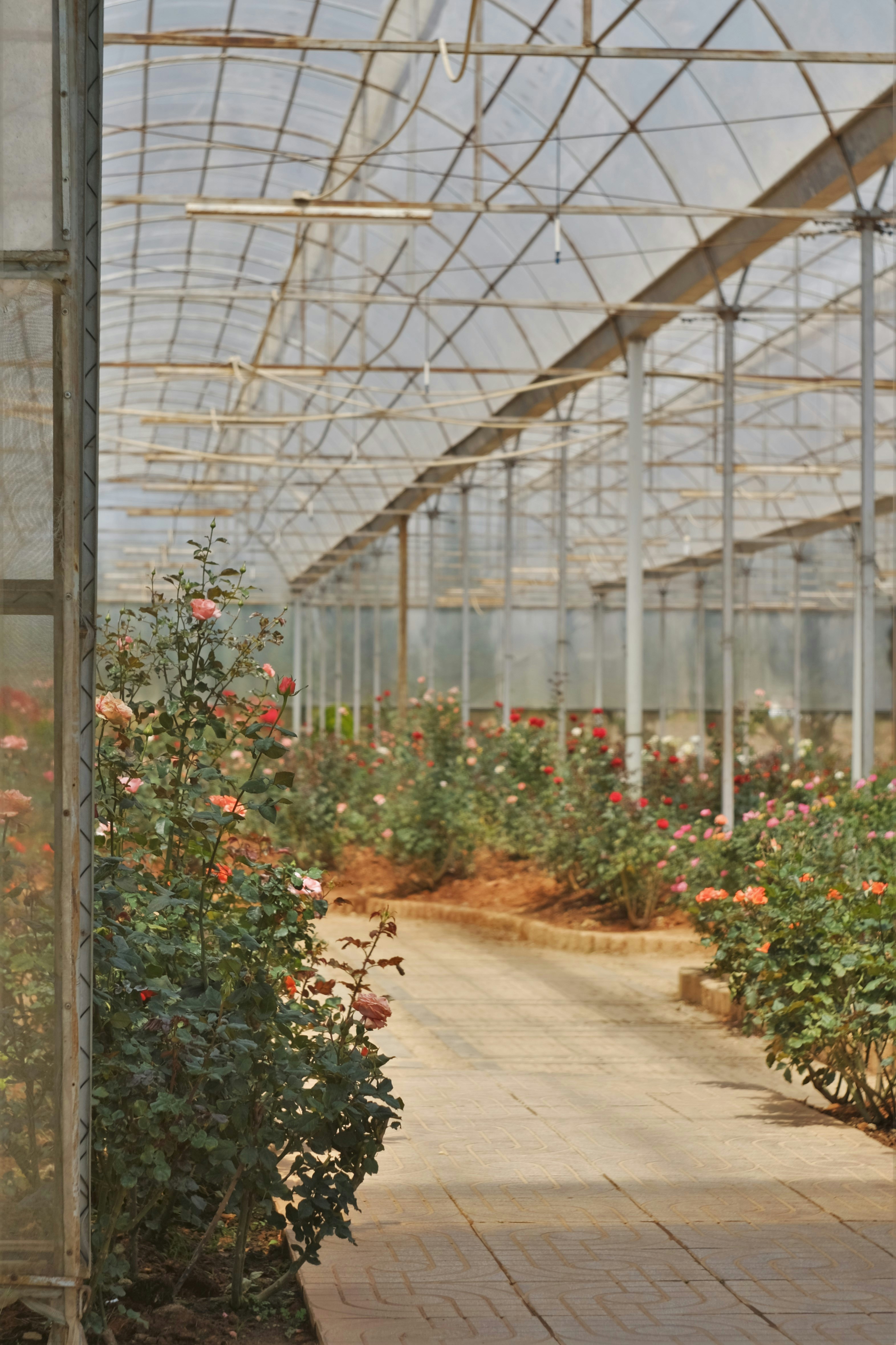 Rows of vibrant roses line a sunlit greenhouse path, showcasing the beauty of floral cultivation. The structure's transparent roof allows natural light to illuminate the blossoms.