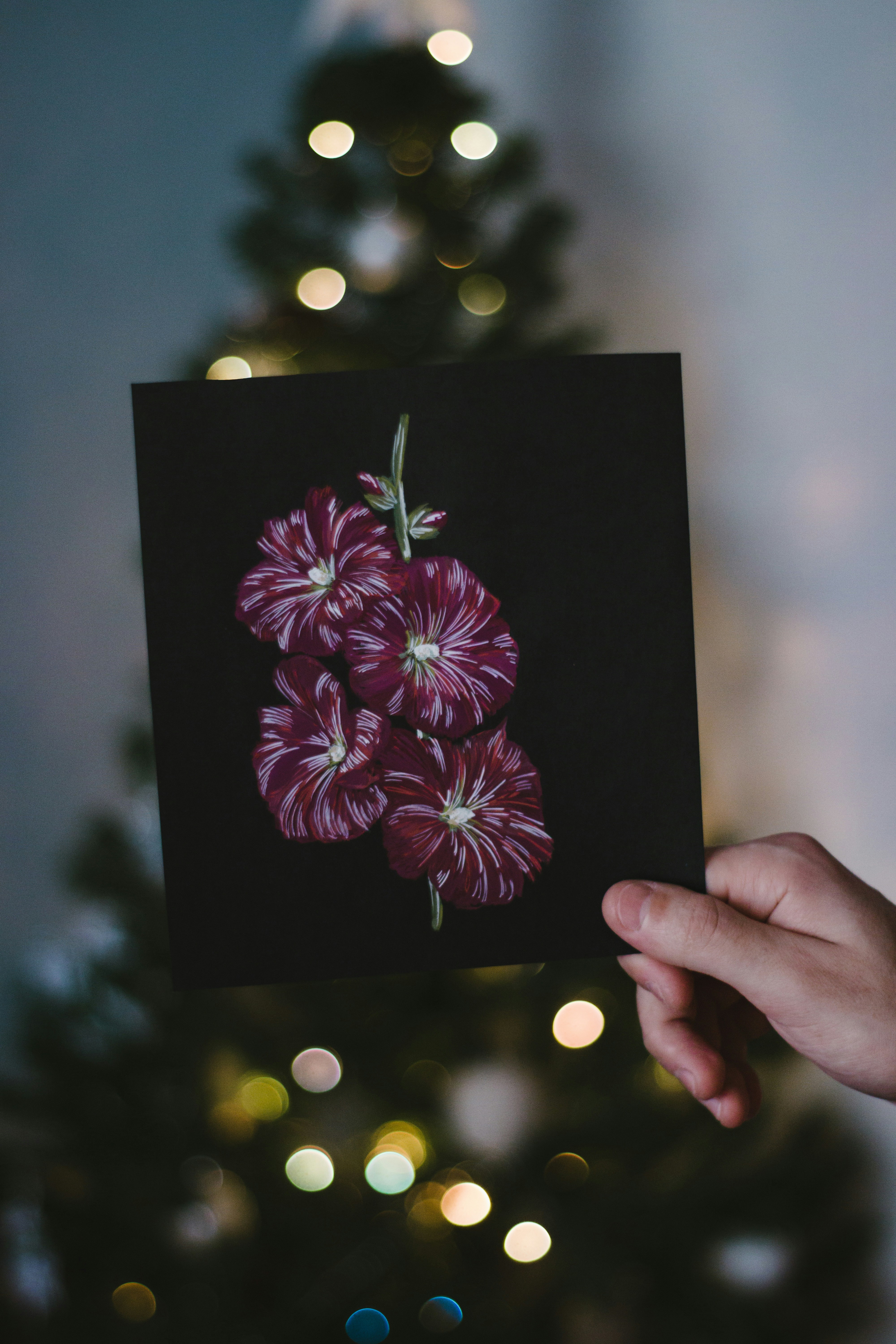Crimson Dianthus Card in Focus Against a Soft Christmas Tree Bokeh