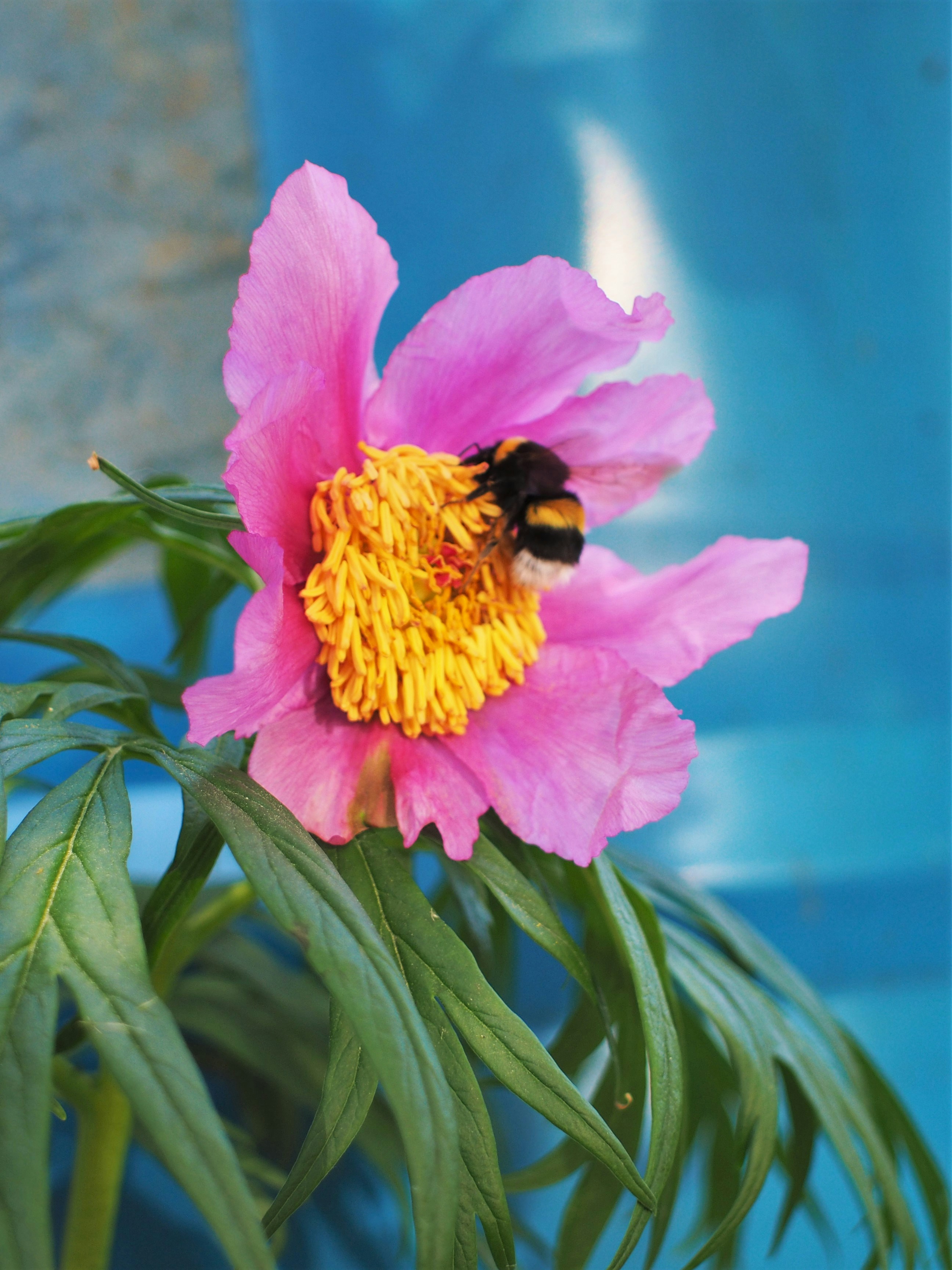 Bee at the Golden Heart of a Pink Peony