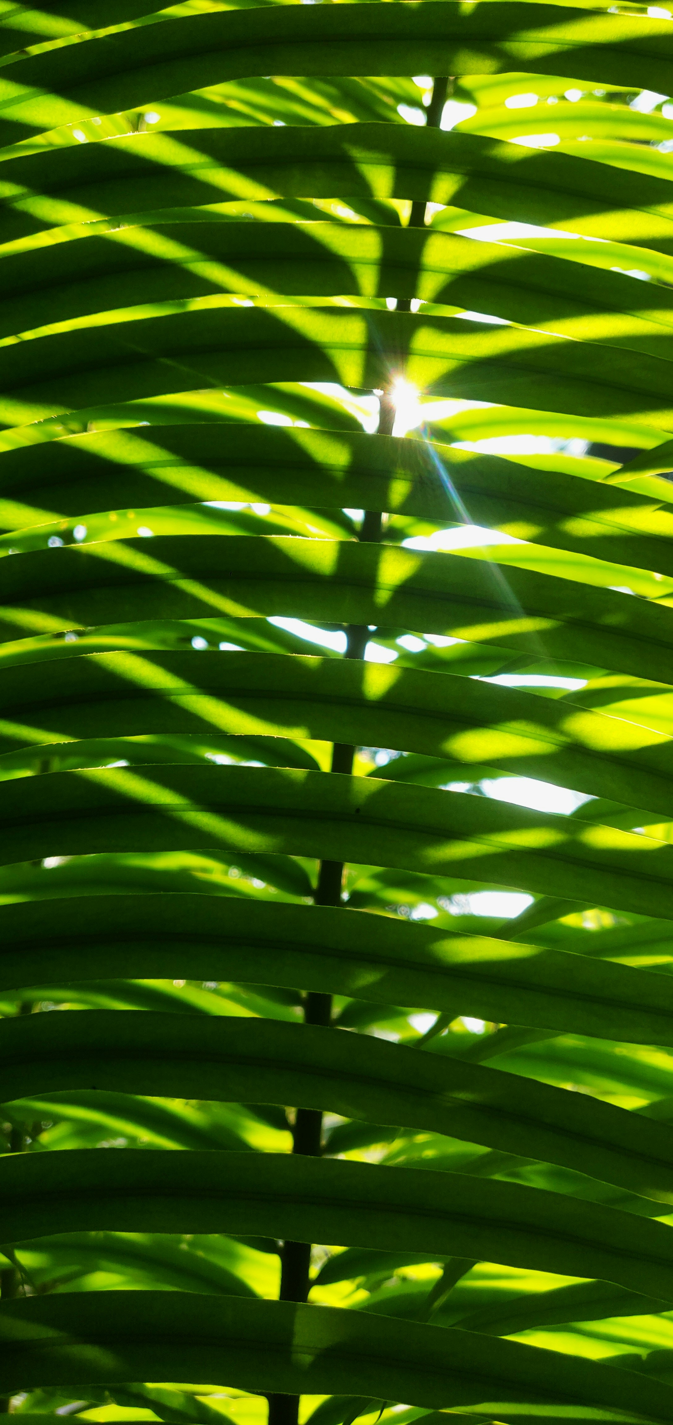 Sunlight filtering through layered green leaves, creating a play of light and shadow. The composition emphasizes the textures and patterns of nature.
