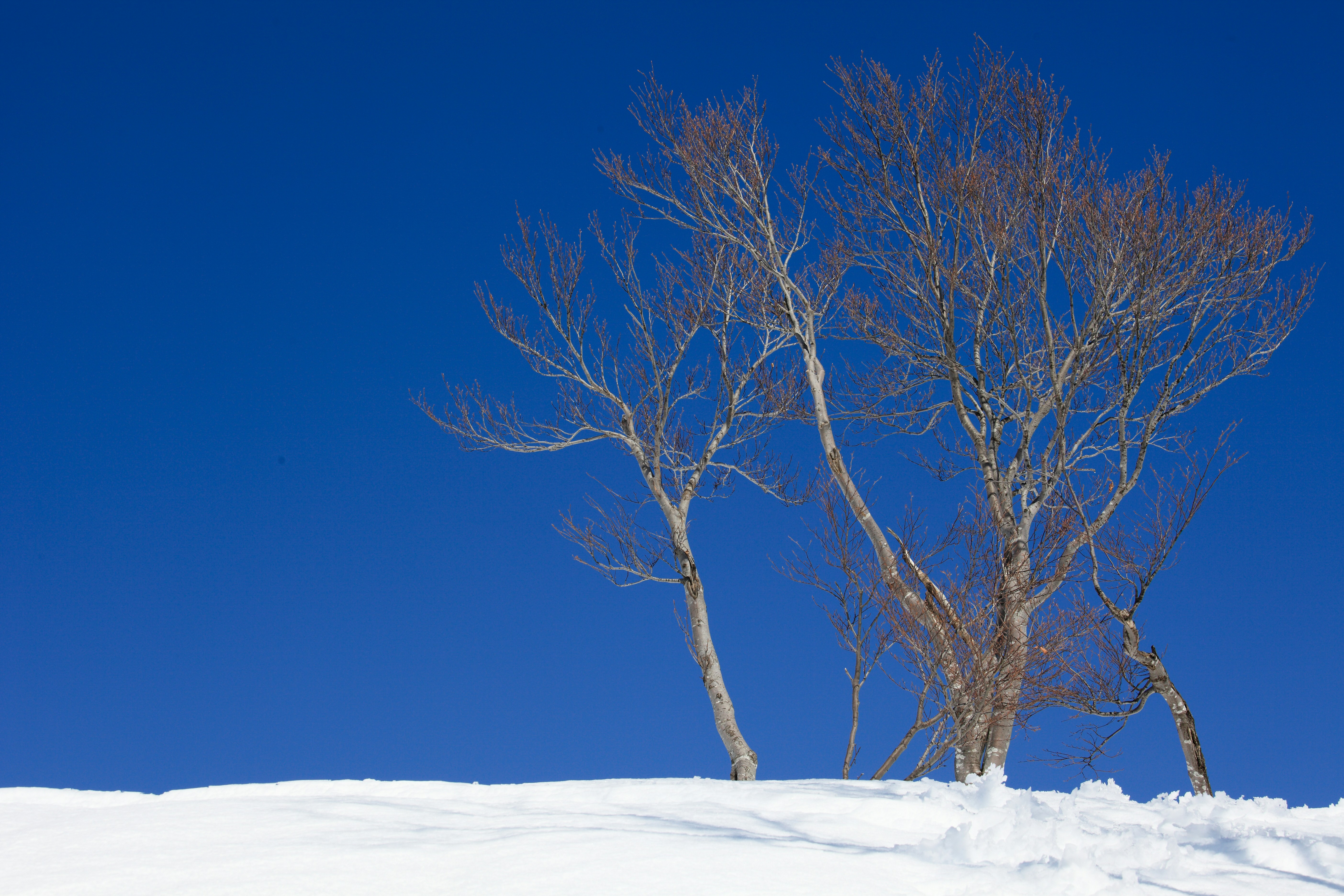 Bare trees stand on a snow-covered hill under a deep blue sky.