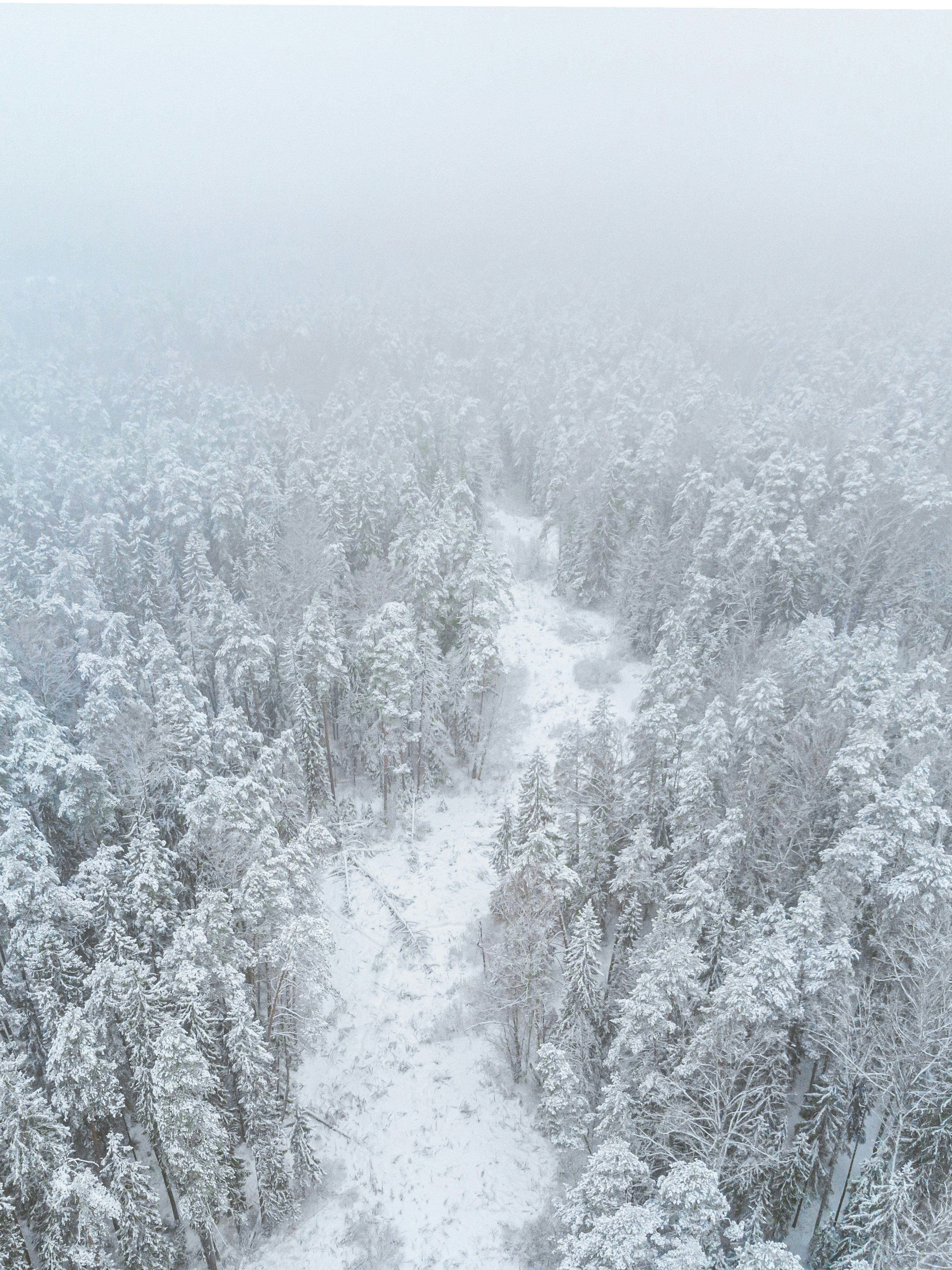 Aerial view of a dense forest blanketed in fresh snow, revealing a winding path through the trees. The scene captures the serene beauty of winter's embrace.