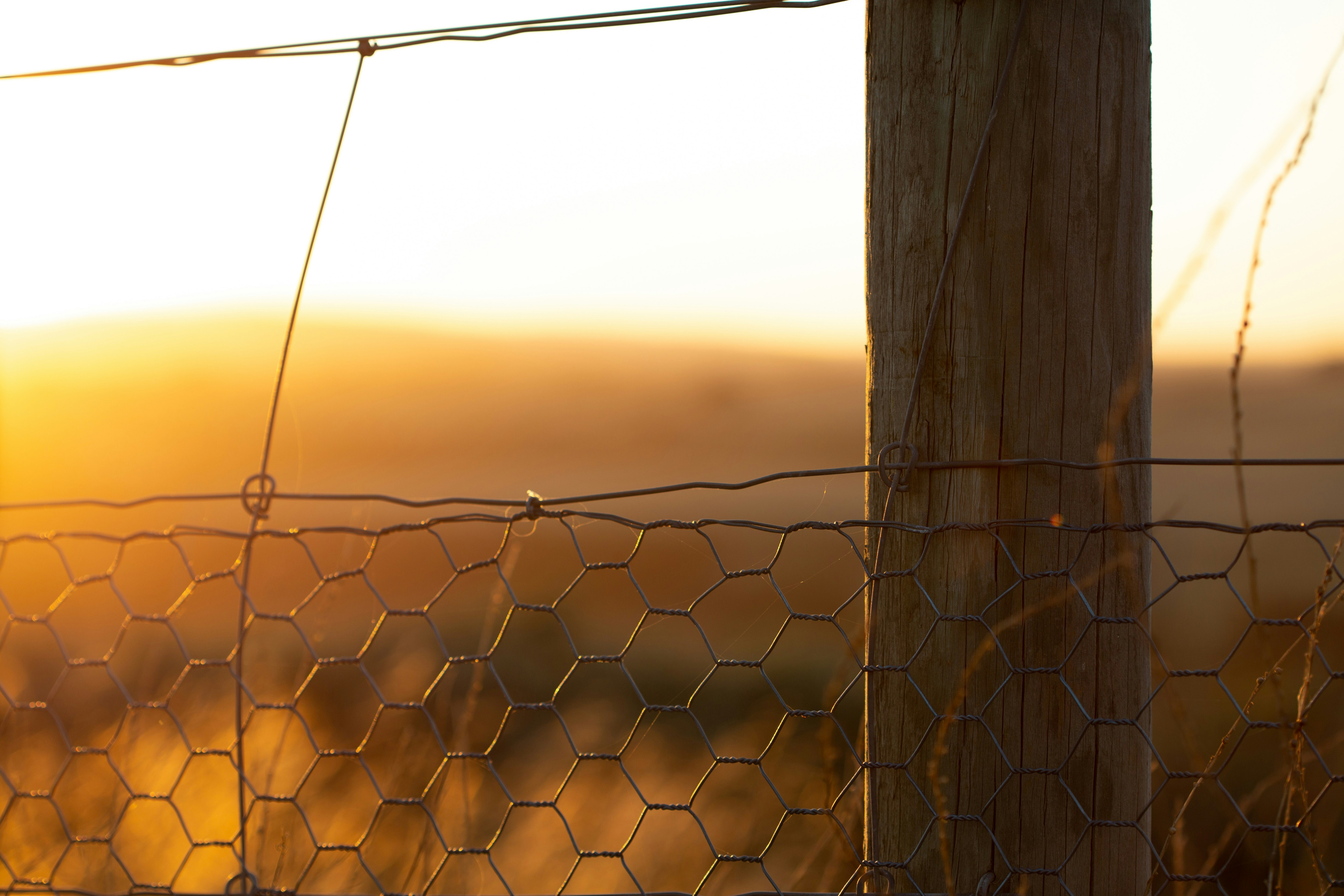 Amber Hour: Weathered Fence Post Framed by Hexagonal Wire