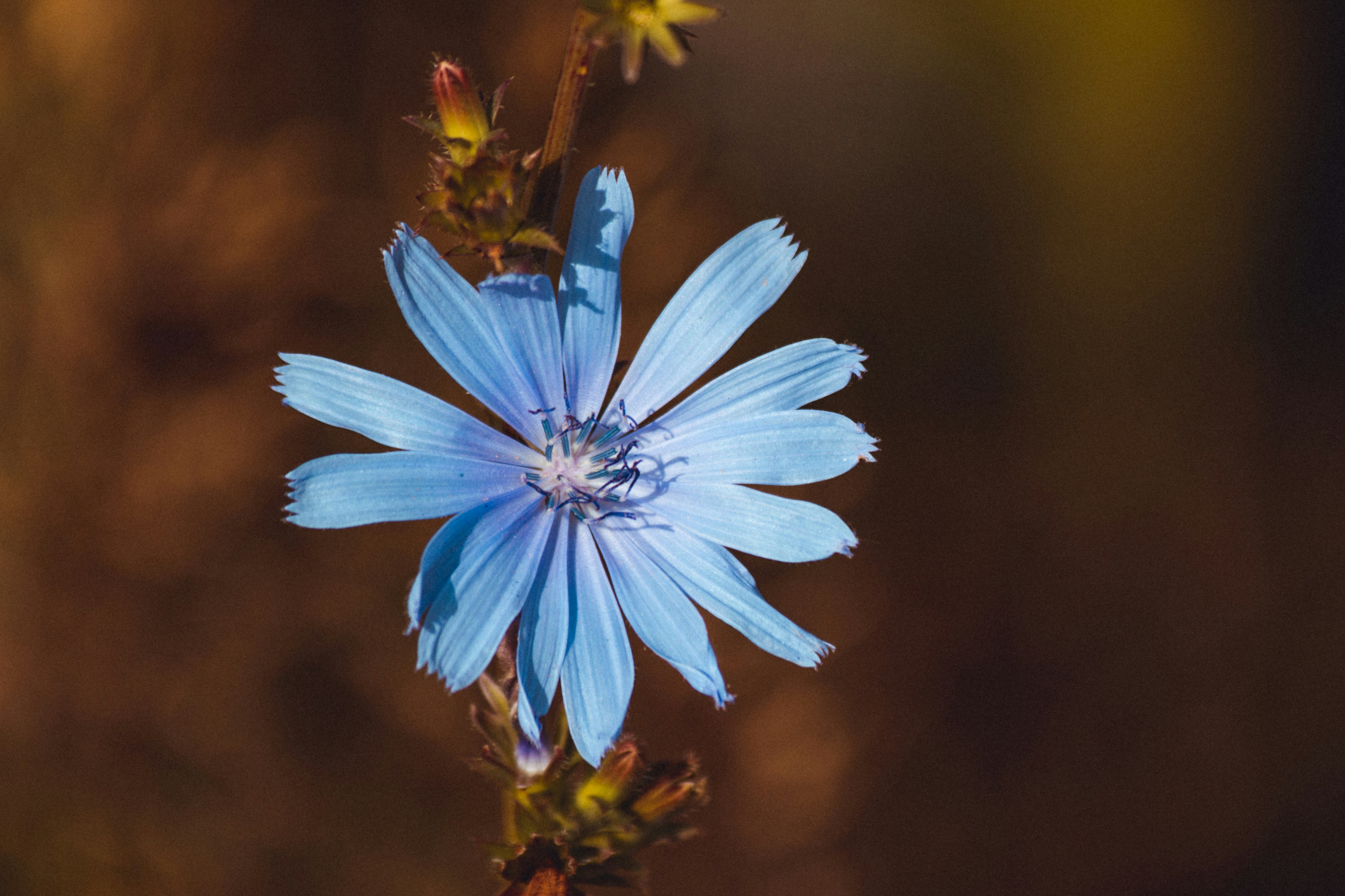 Blue flower in tilt shift lens photo – Free Flower Image on Unsplash