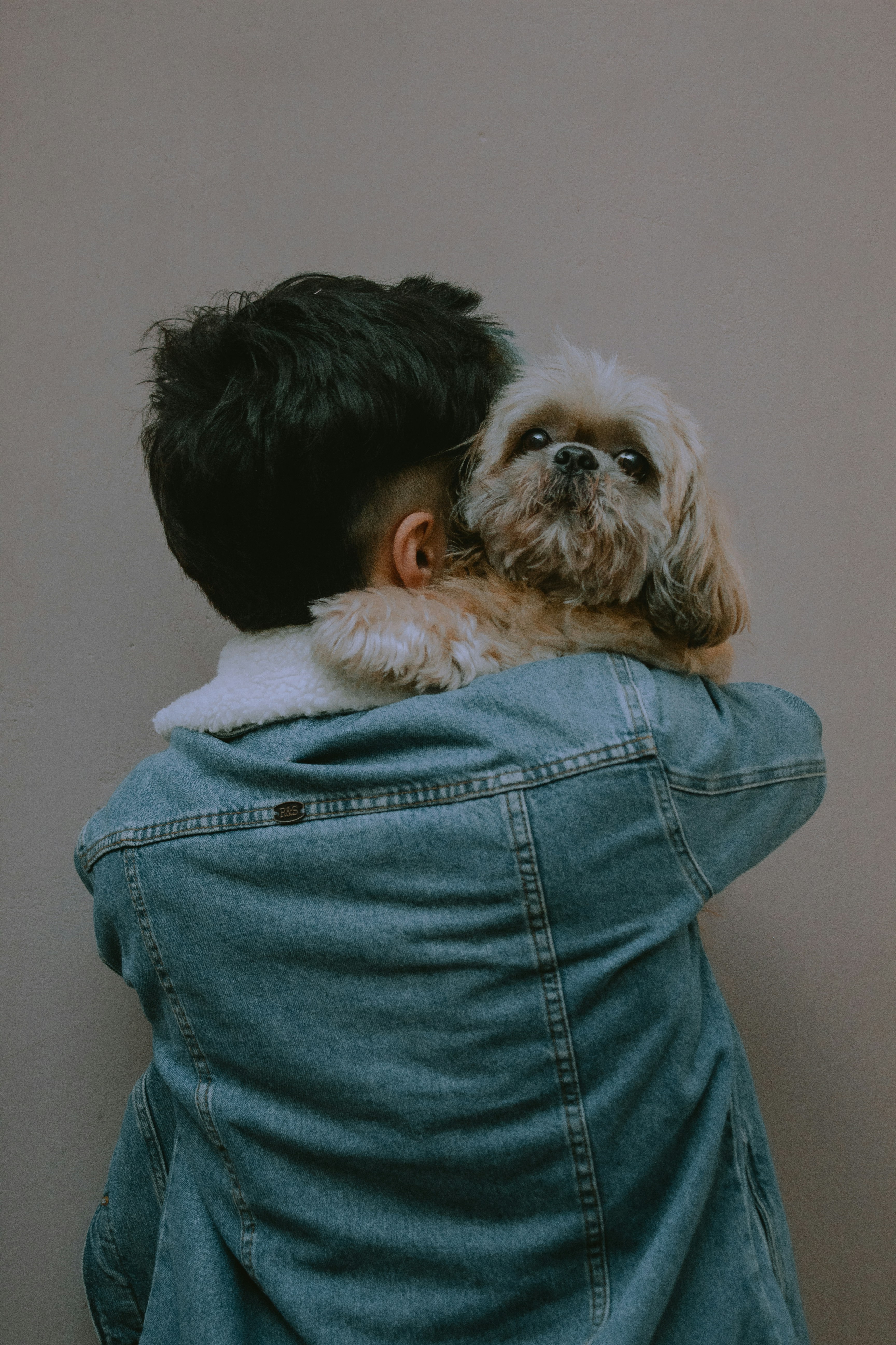 Denim Embrace: A Small Dog Peeks Over a Shoulder in Soft Light