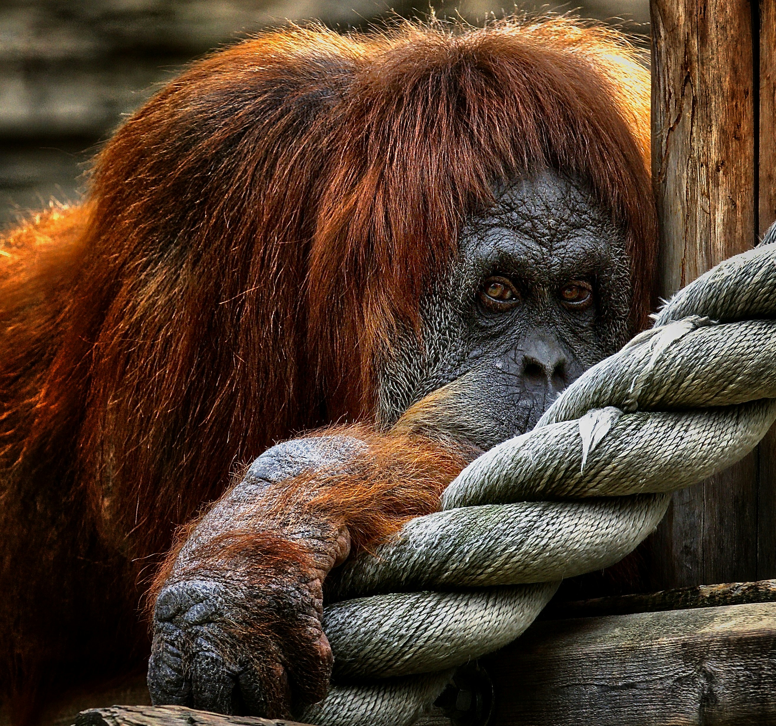 Amber Roam: An Orangutan Pauses Behind the Rope